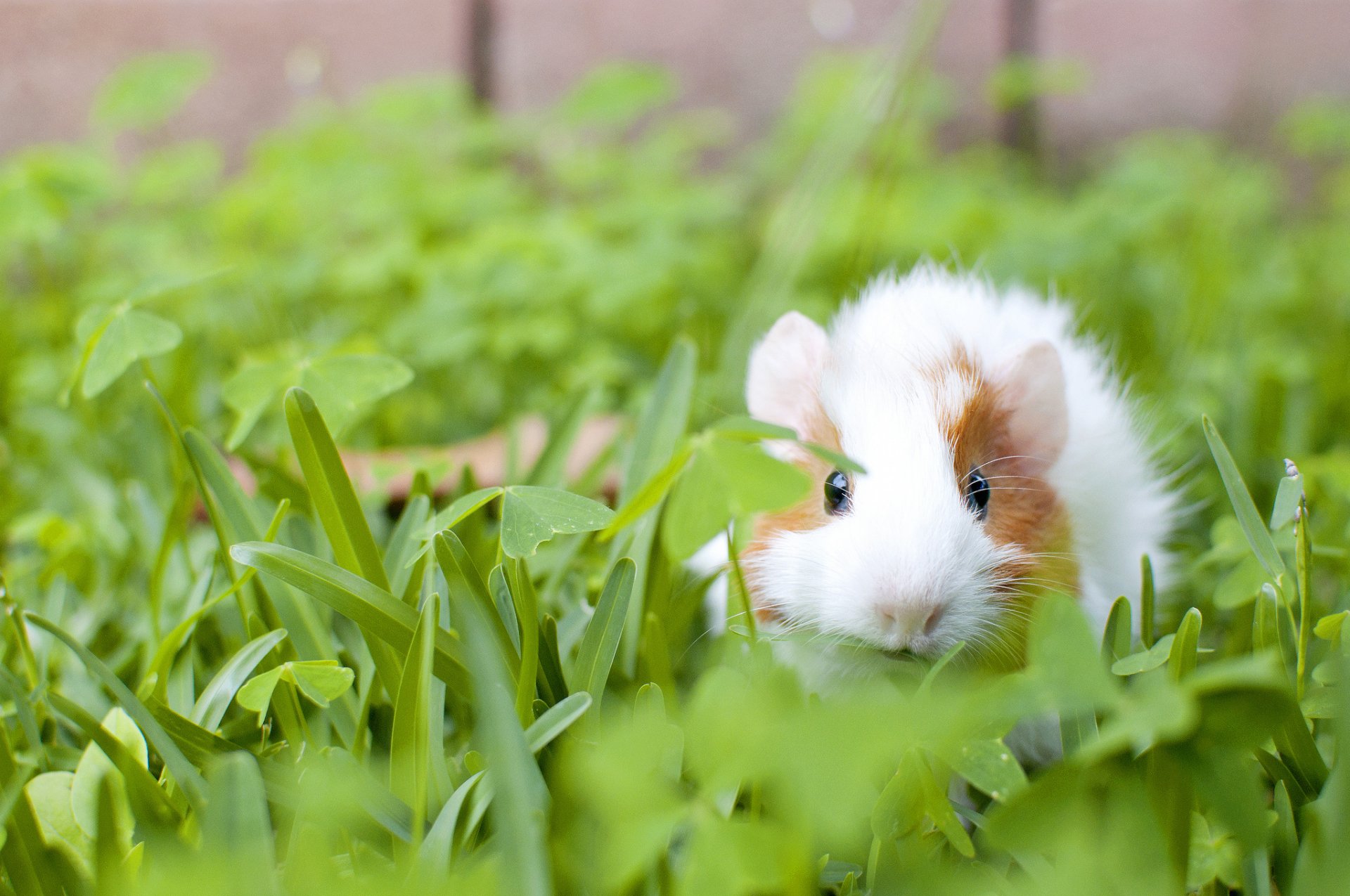 HD Wallpaper: Adorable Guinea Pig in Lush Green Grass