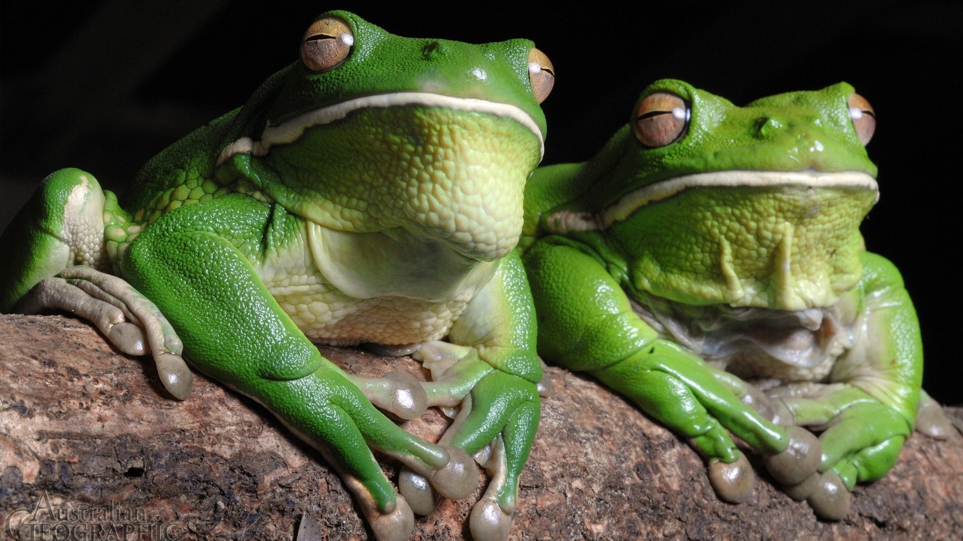 Majestic White-Lipped Tree Frogs HD Wallpaper: Nature’s Green Gems by ...