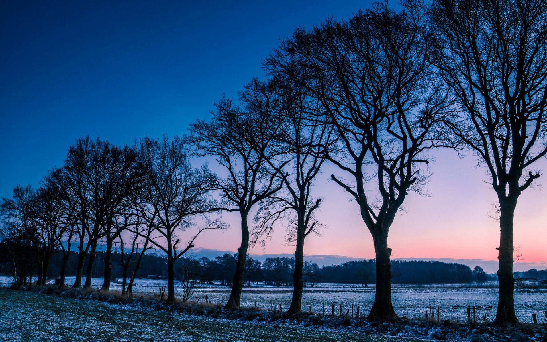 Twilight Trees: Stunning HD Nature Wallpaper | 1920x1200 | Wallpaper Abyss