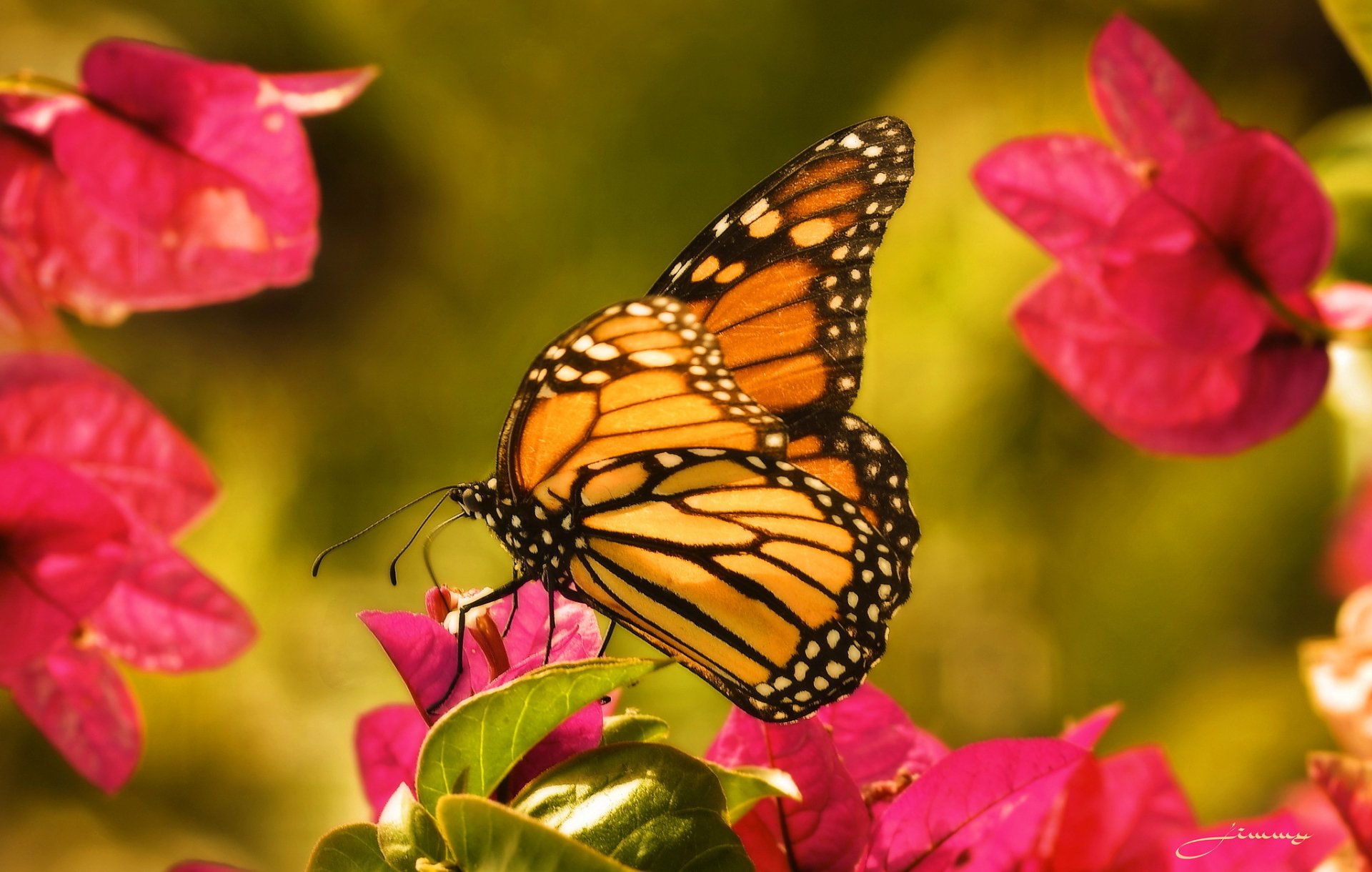 Vivid Monarch Butterfly HD Wallpaper - Nature's Colorful Marvel ...