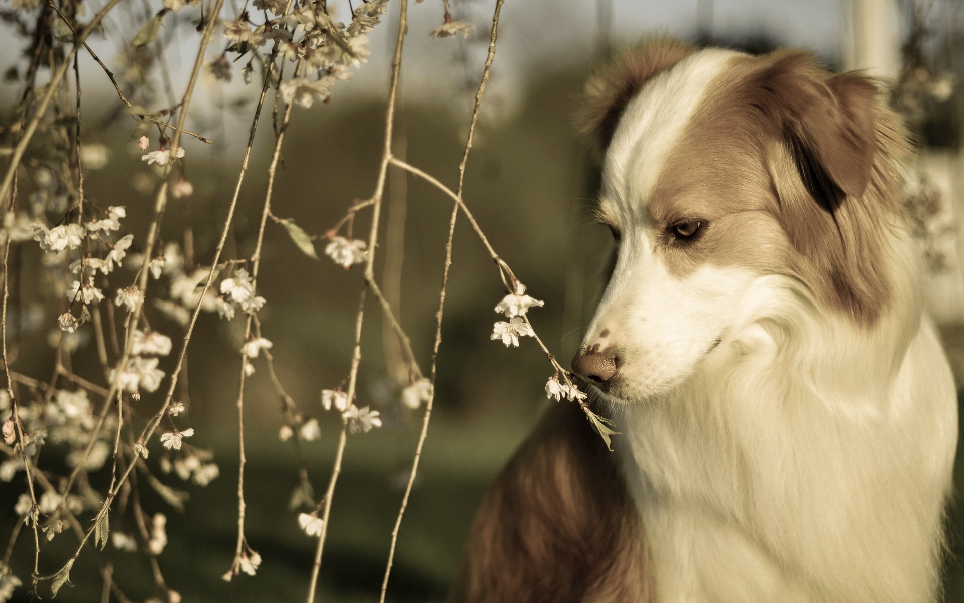 Serene Dog HD Wallpaper in Blooming Surroundings