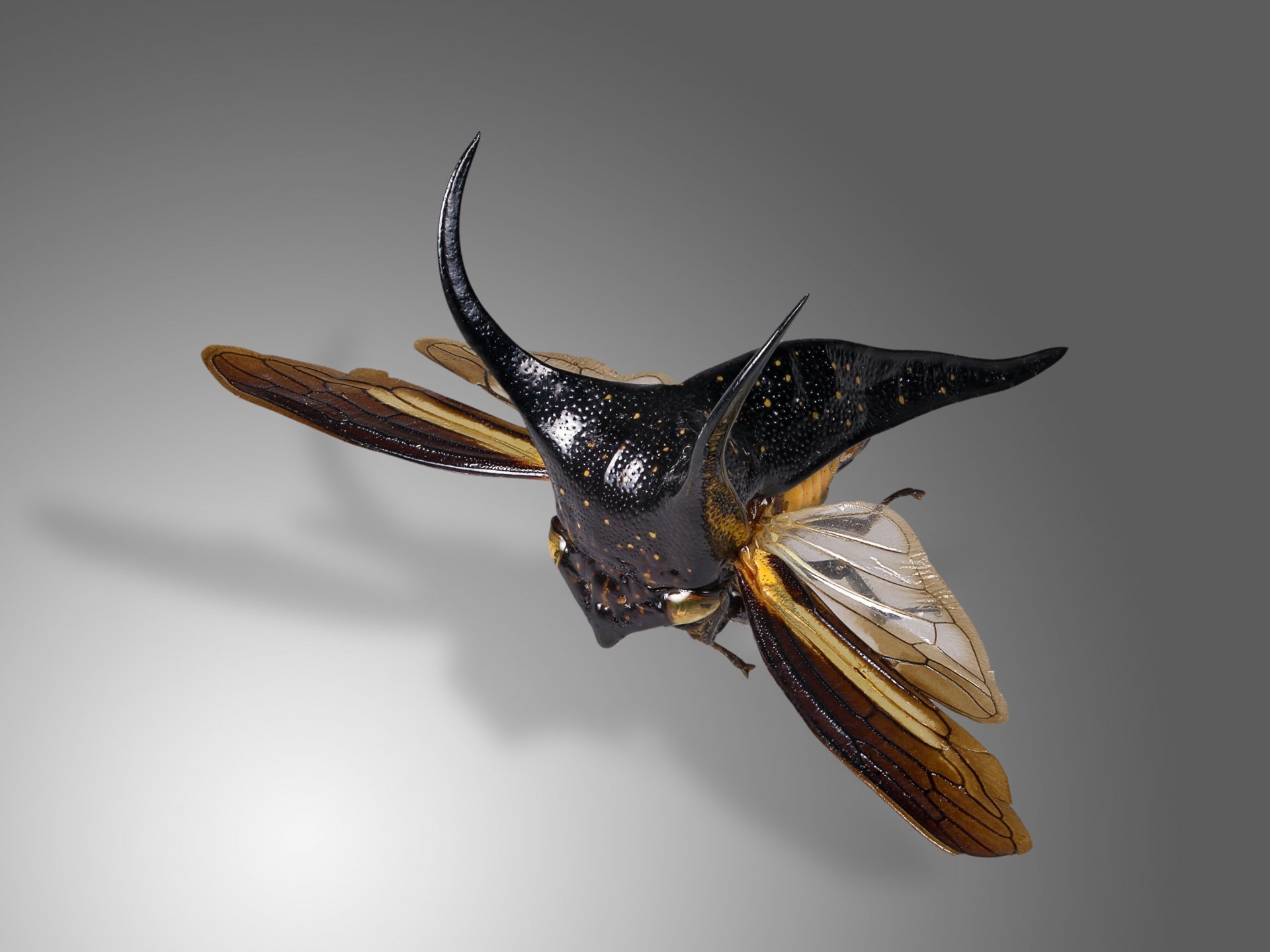 Download Animal Insect 4k Ultra HD Wallpaper