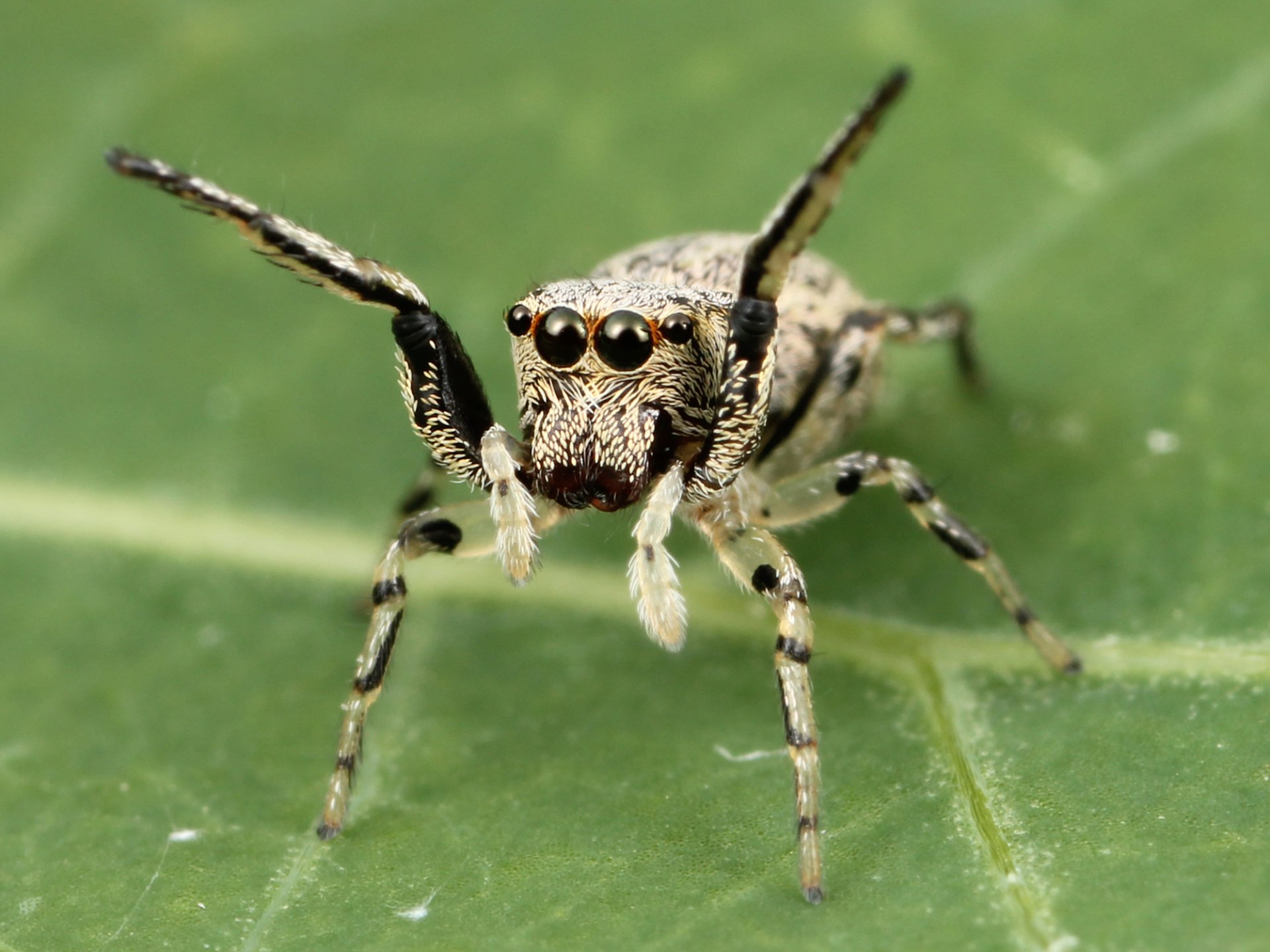 Download Jumping Spider Animal Spider HD Wallpaper | 2000x1500 ...