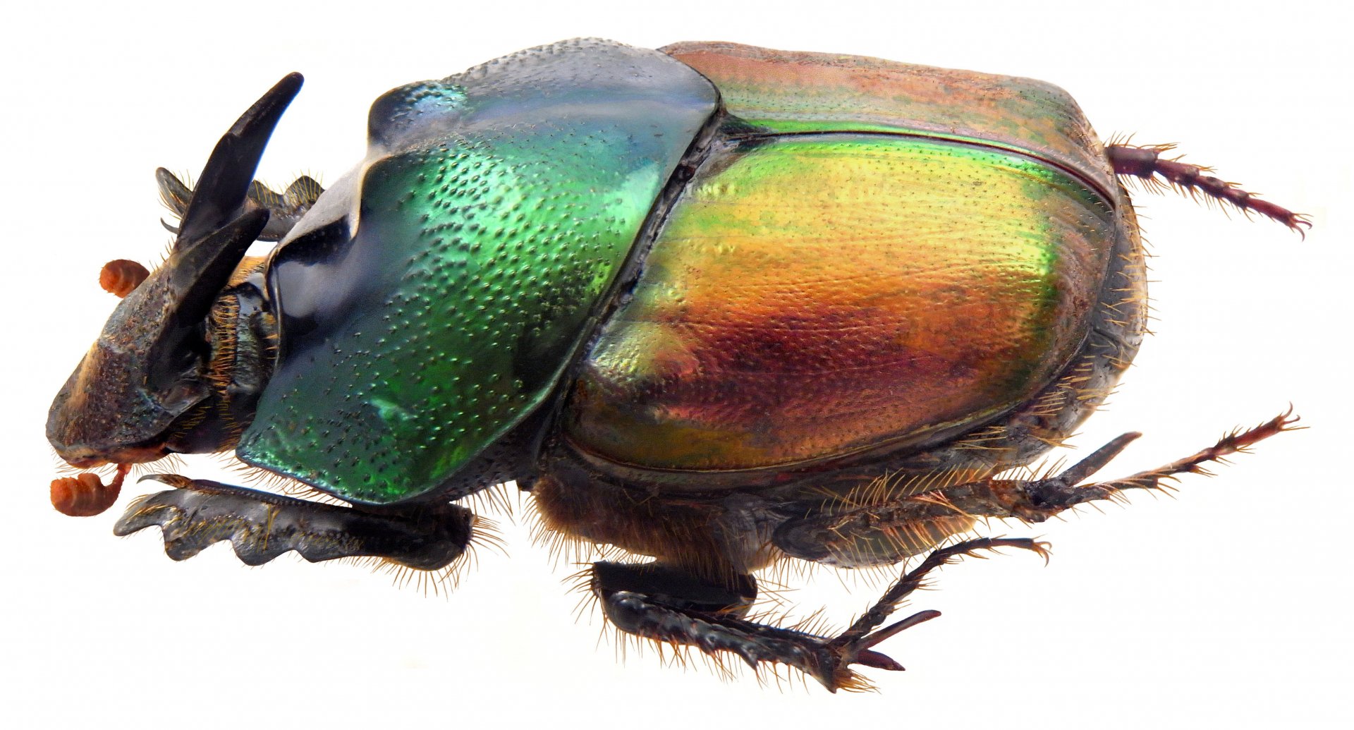 Download Animal Insect 4k Ultra HD Wallpaper | 4511x2431 | Wallpaper Abyss
