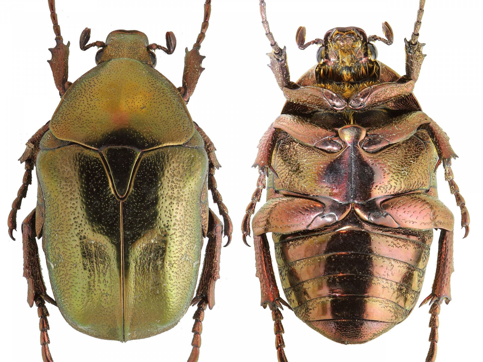 Download Animal Insect 4k Ultra HD Wallpaper