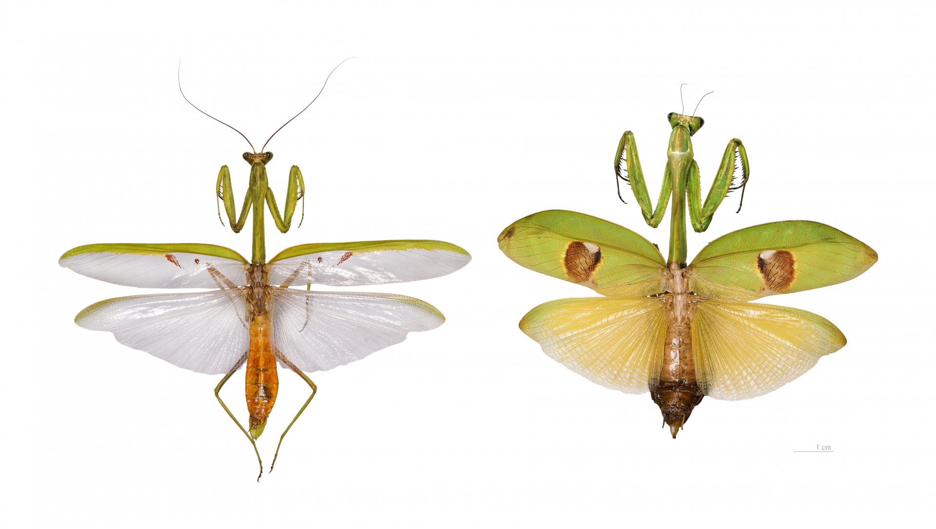 Download Animal Praying Mantis 4k Ultra HD Wallpaper