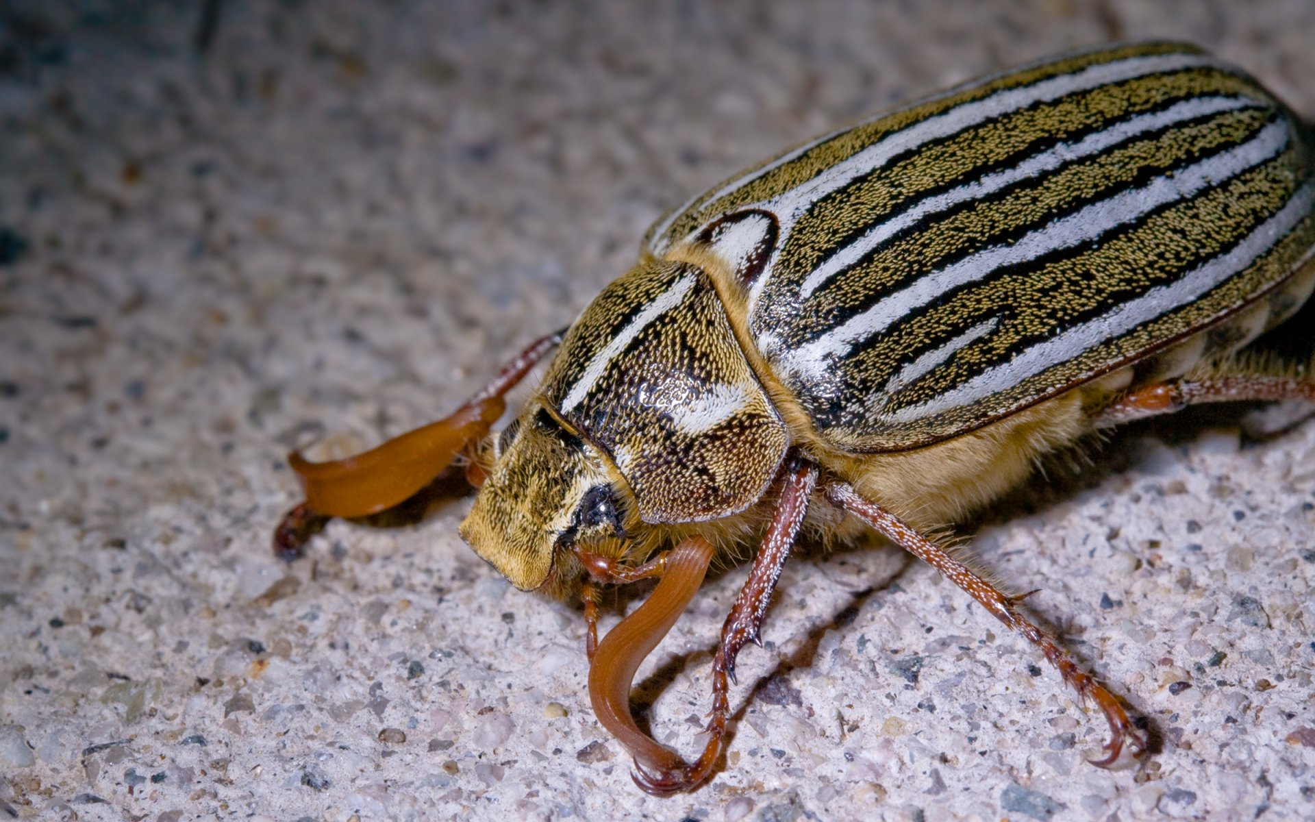 Download Animal Beetle HD Wallpaper