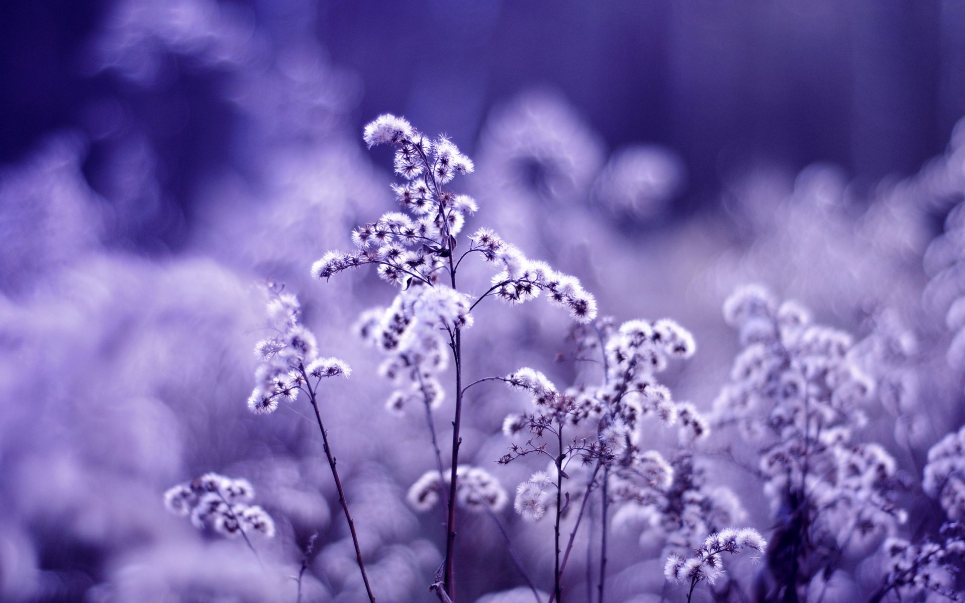 Serene Close-Up: Nature’s Purple Whisper HD Wallpaper