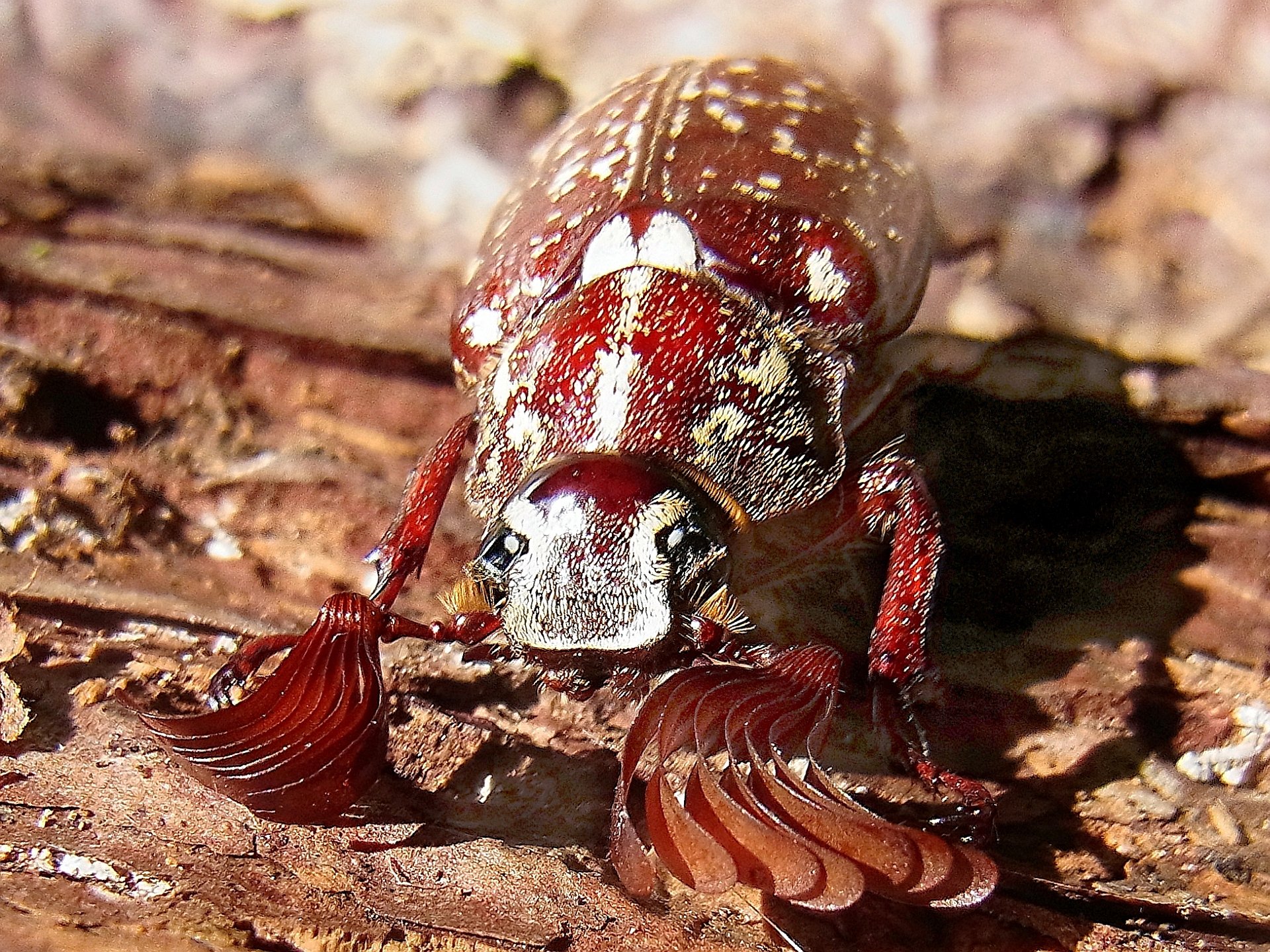 Download Animal Insect HD Wallpaper