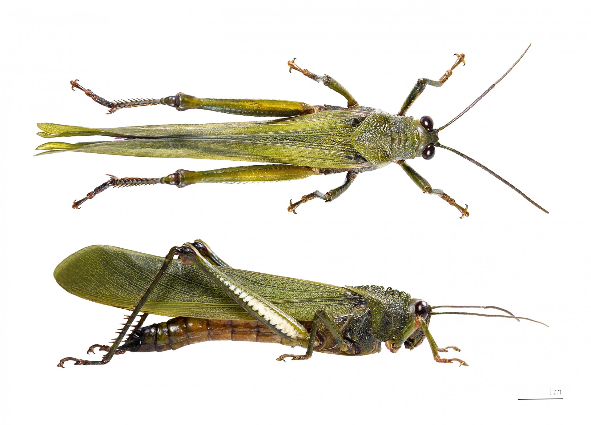 Download Animal Insect 4k Ultra HD Wallpaper | 5503x3958 | Wallpaper Abyss
