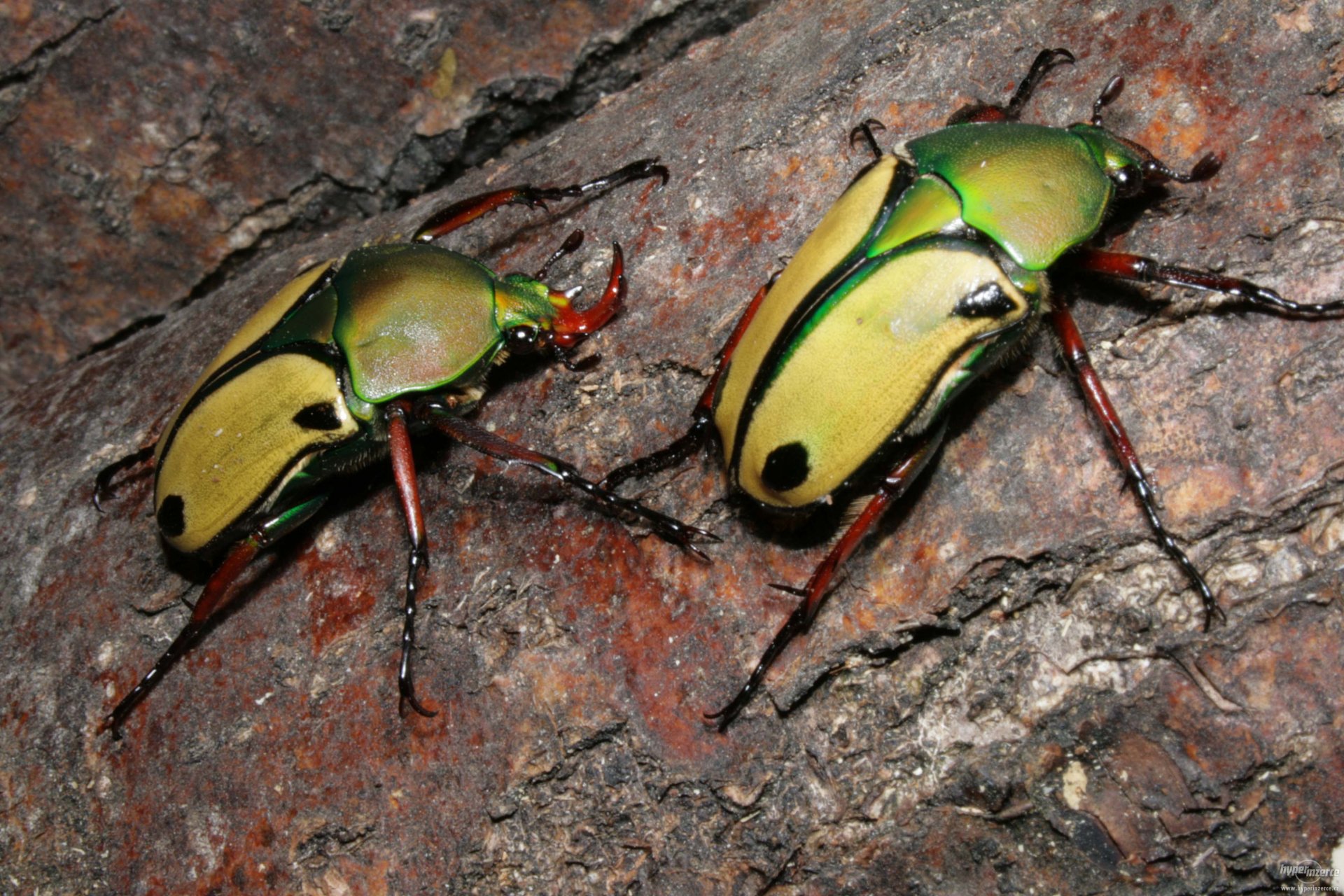 Download Insect Animal Beetle 4k Ultra HD Wallpaper