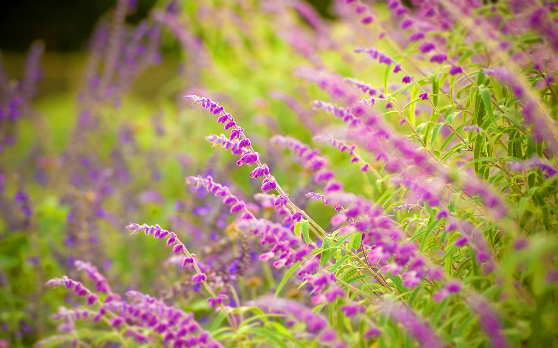 Serene Nature: Vibrant Flower HD Wallpaper | 1920x1200 | Wallpaper Abyss