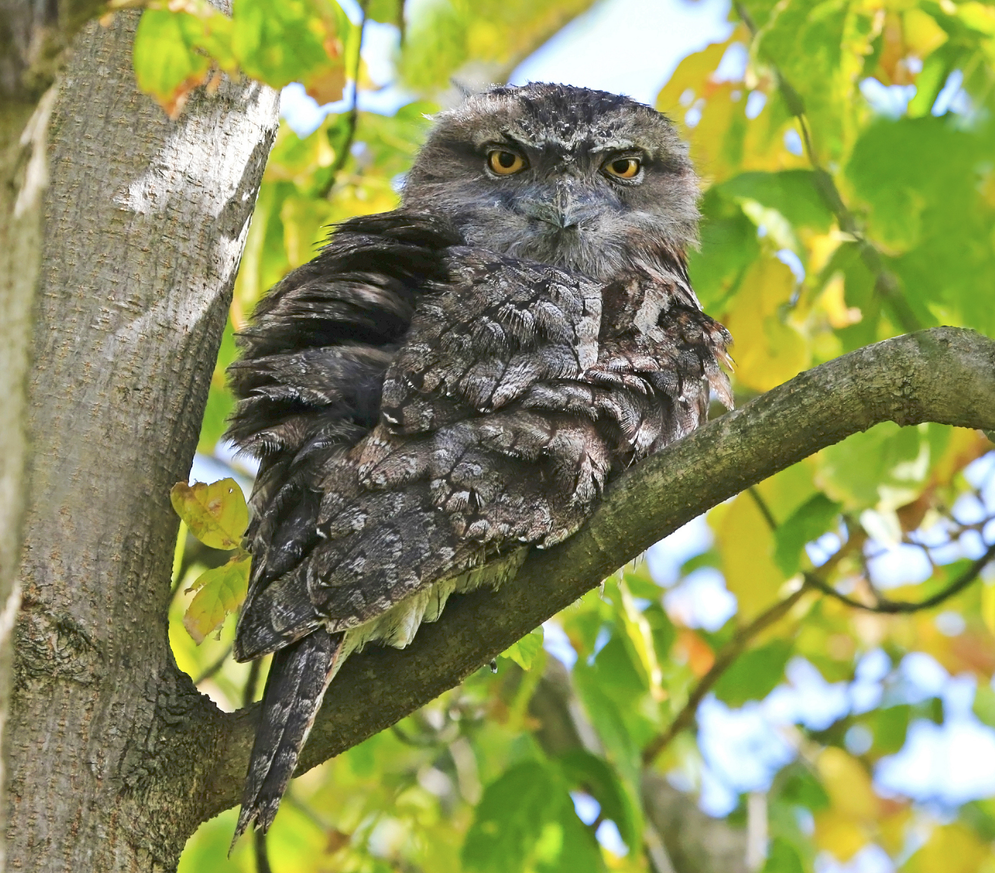 Stunning HD Wallpaper of a Tawny Frogmouth in Nature