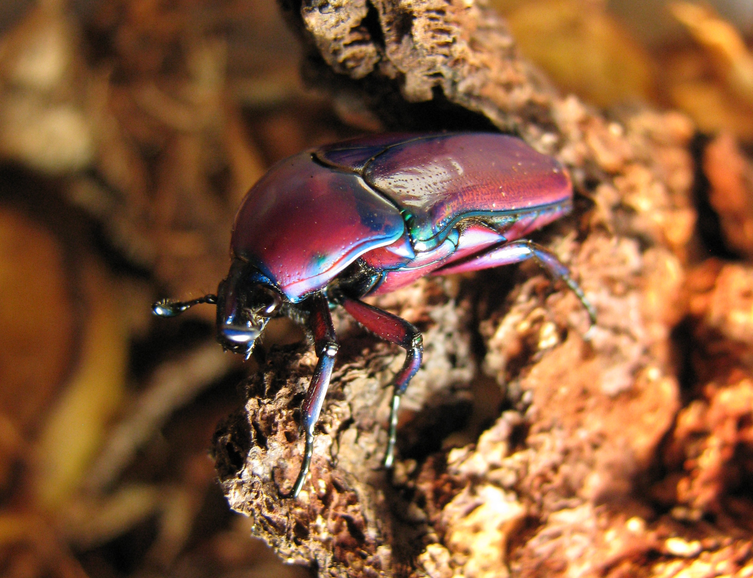 Download Animal Insect HD Wallpaper