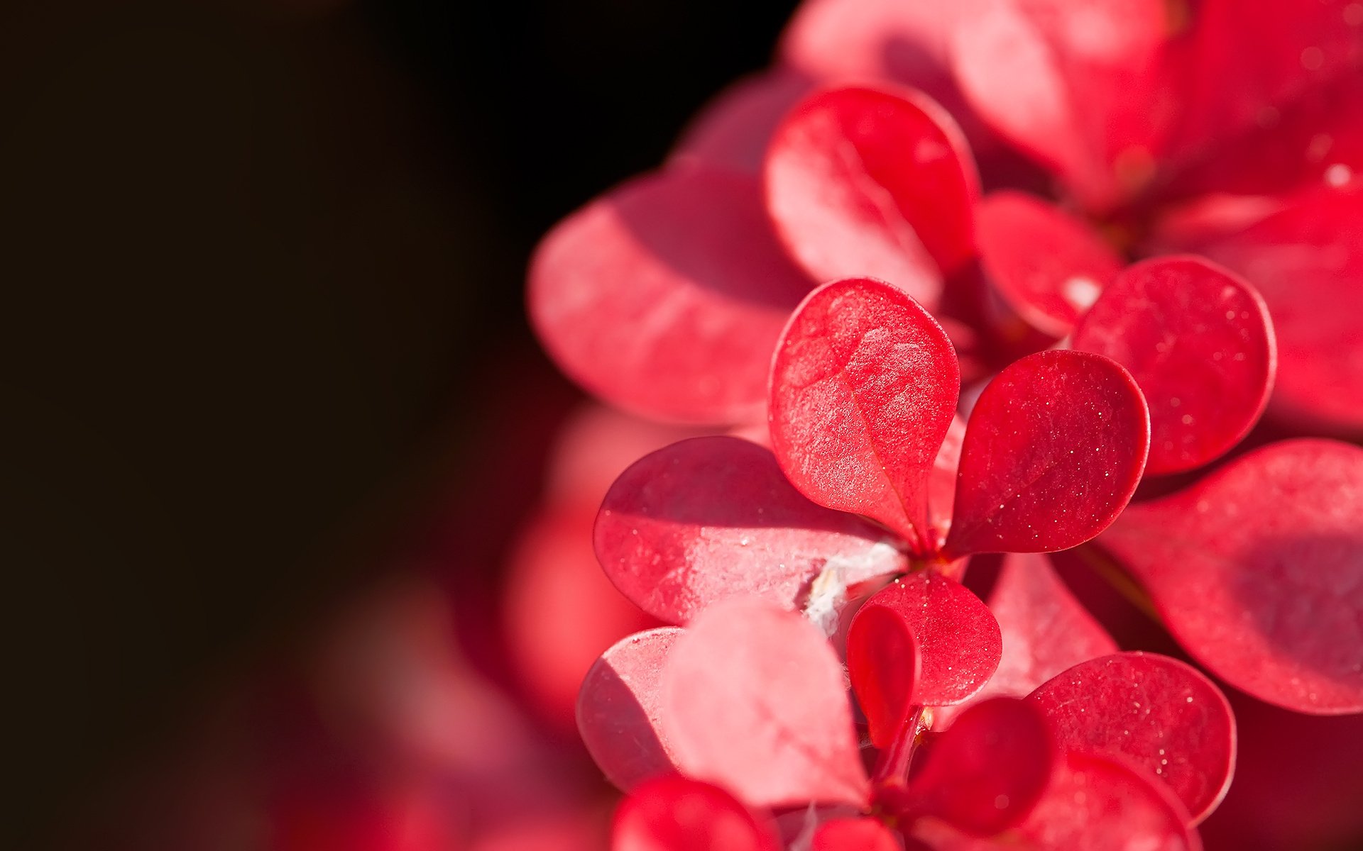 Vivid Red Nature Close-Up HD Wallpaper