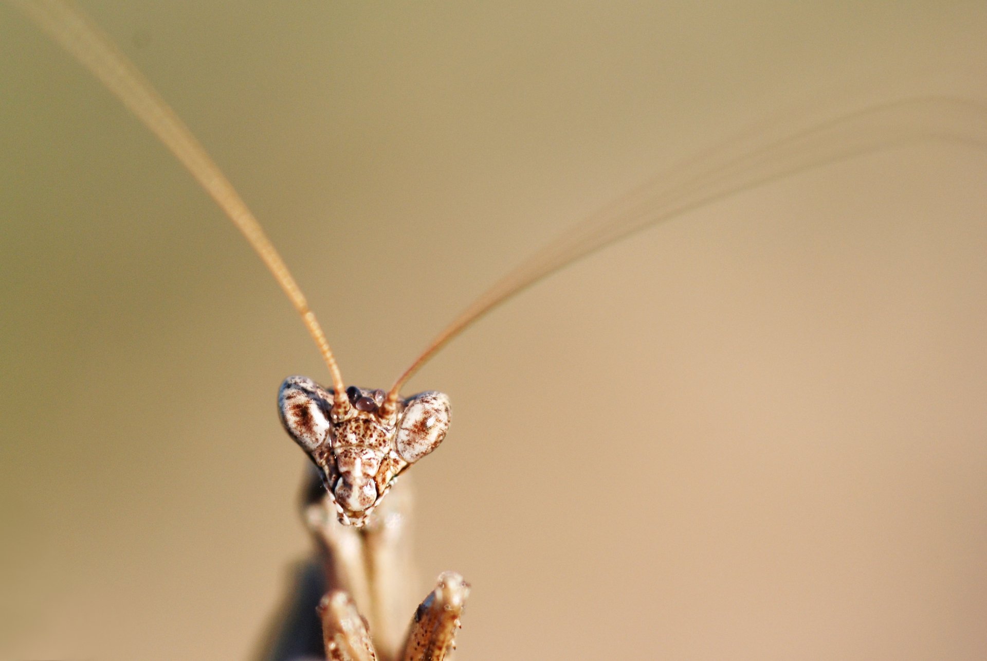 Download Animal Praying Mantis HD Wallpaper | 3139x2101 | Wallpaper Abyss