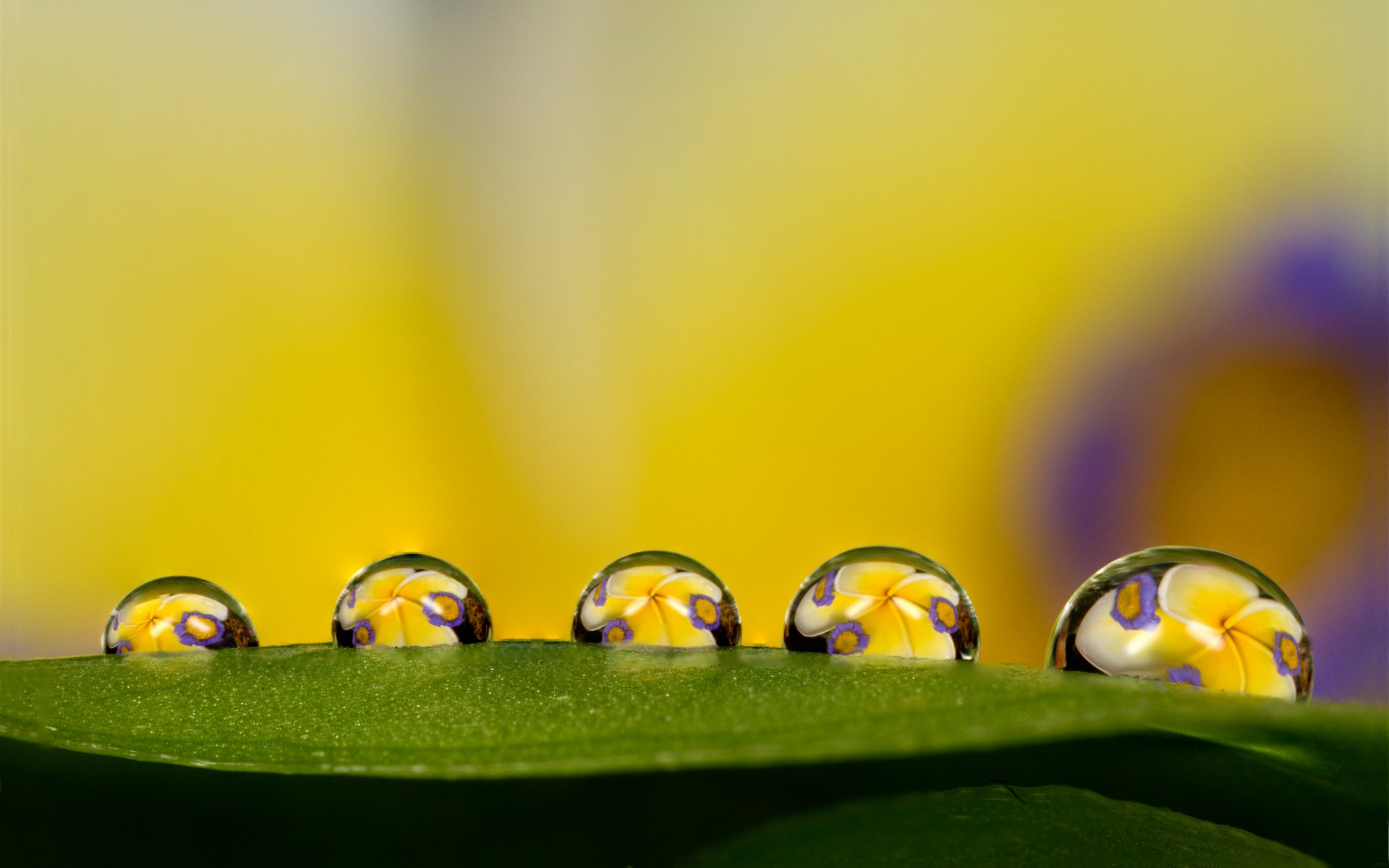 Crystal Clear Dew: Stunning Nature Water Drop HD Wallpaper