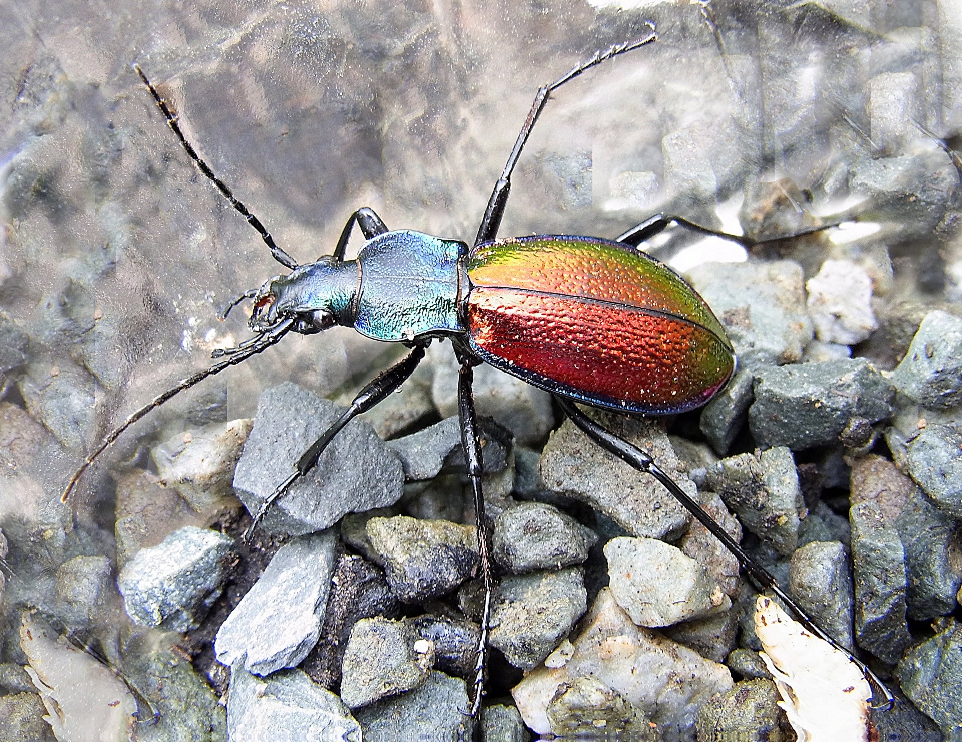 Download Animal Insect HD Wallpaper | 3248x2504 | Wallpaper Abyss