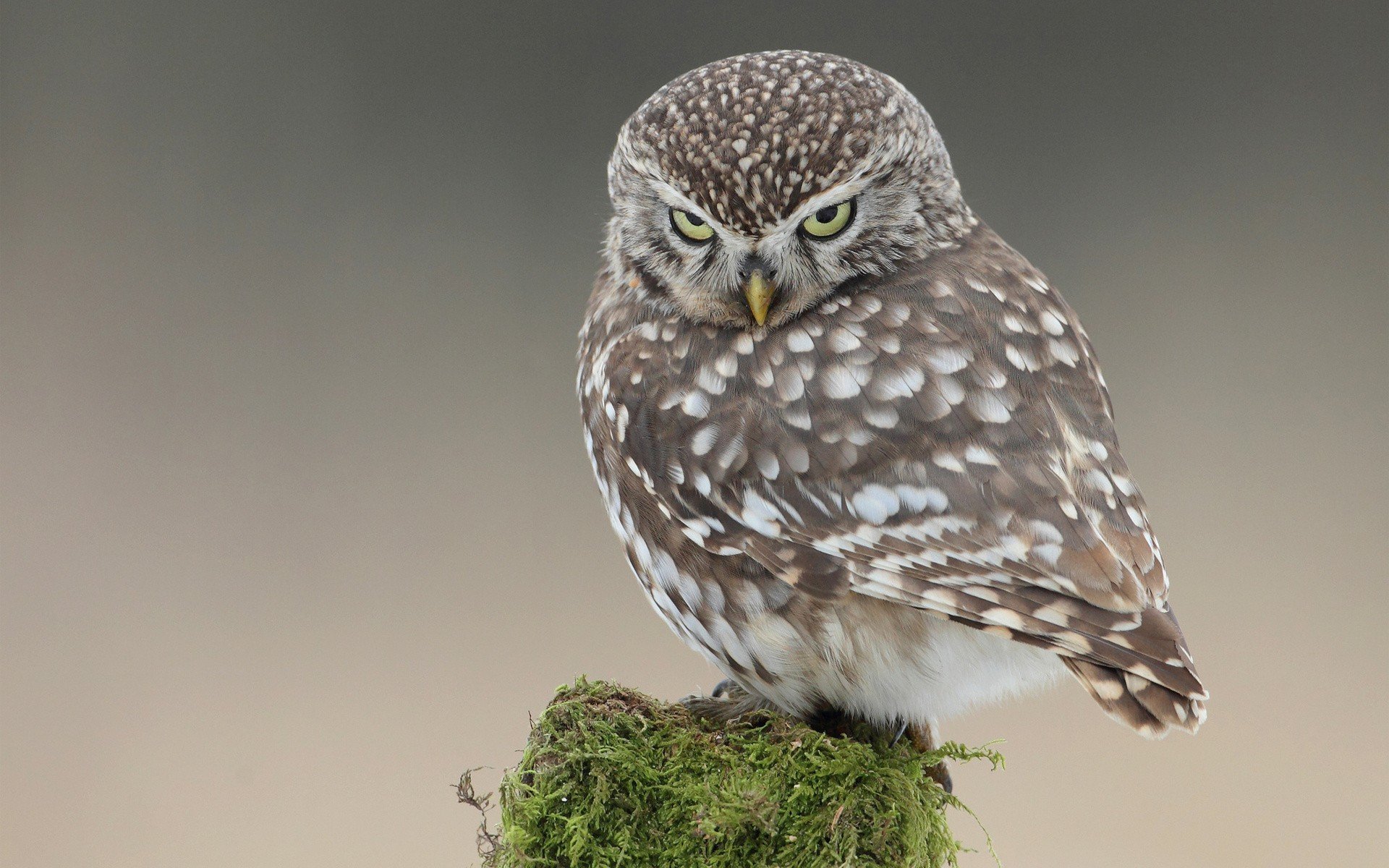 Charming Owl HD Wallpaper: Nature's Nightwatcher