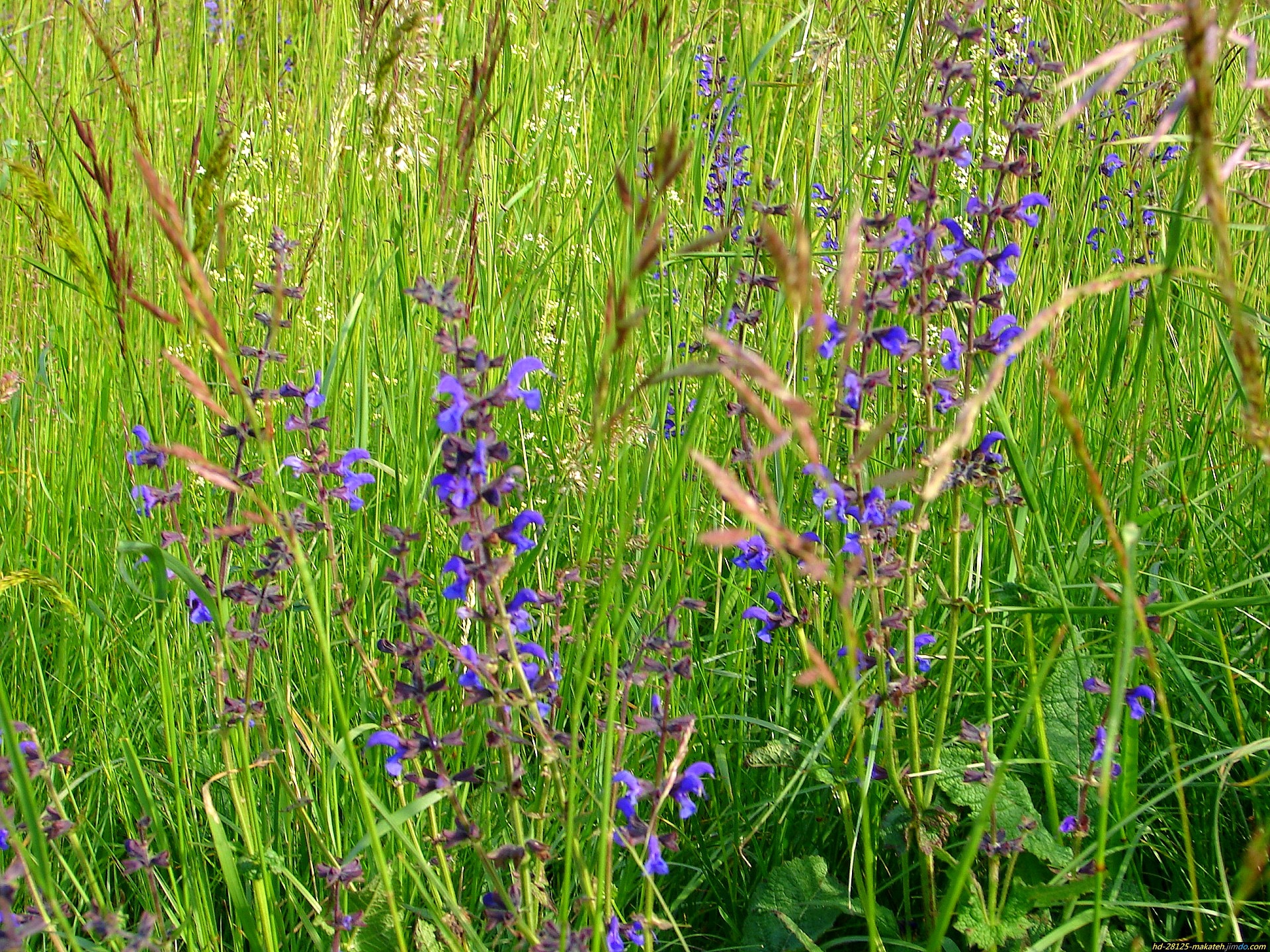 Wiesenblumen-Tirol by makateh