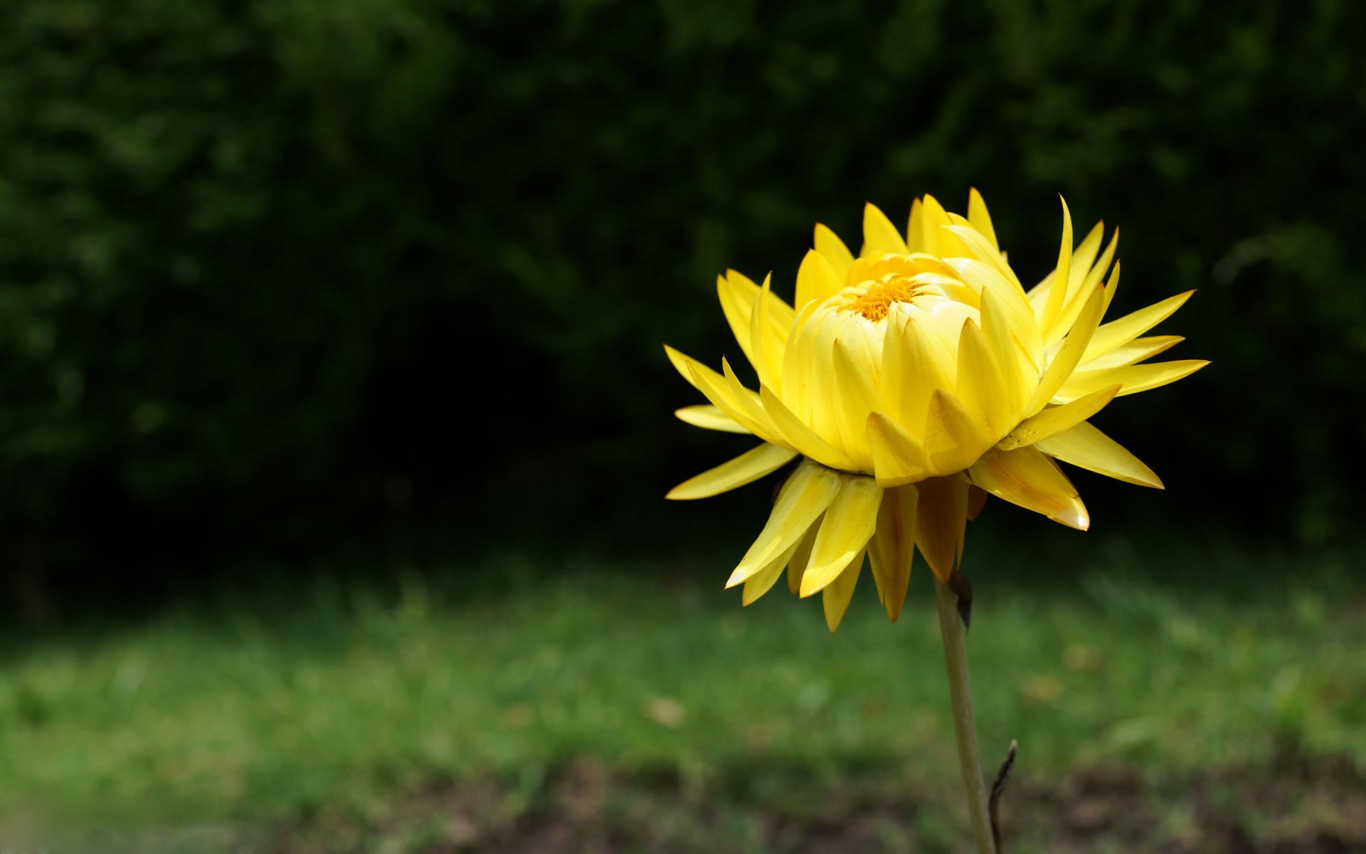 Nature's Radiance: Stunning HD Yellow Flower Wallpaper | 2880x1800 ...