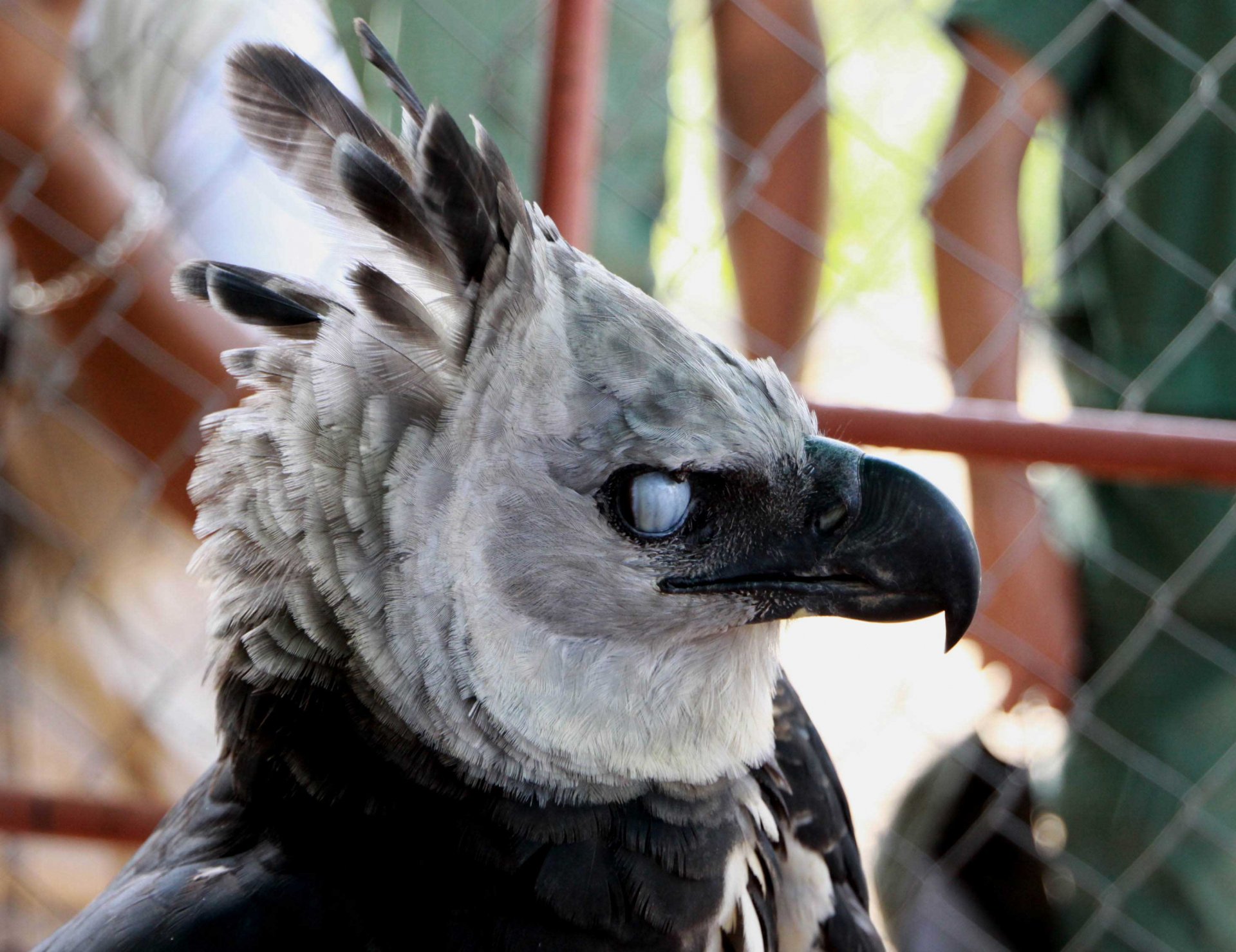 Harpy Eagle HD Wallpapers and Backgrounds
