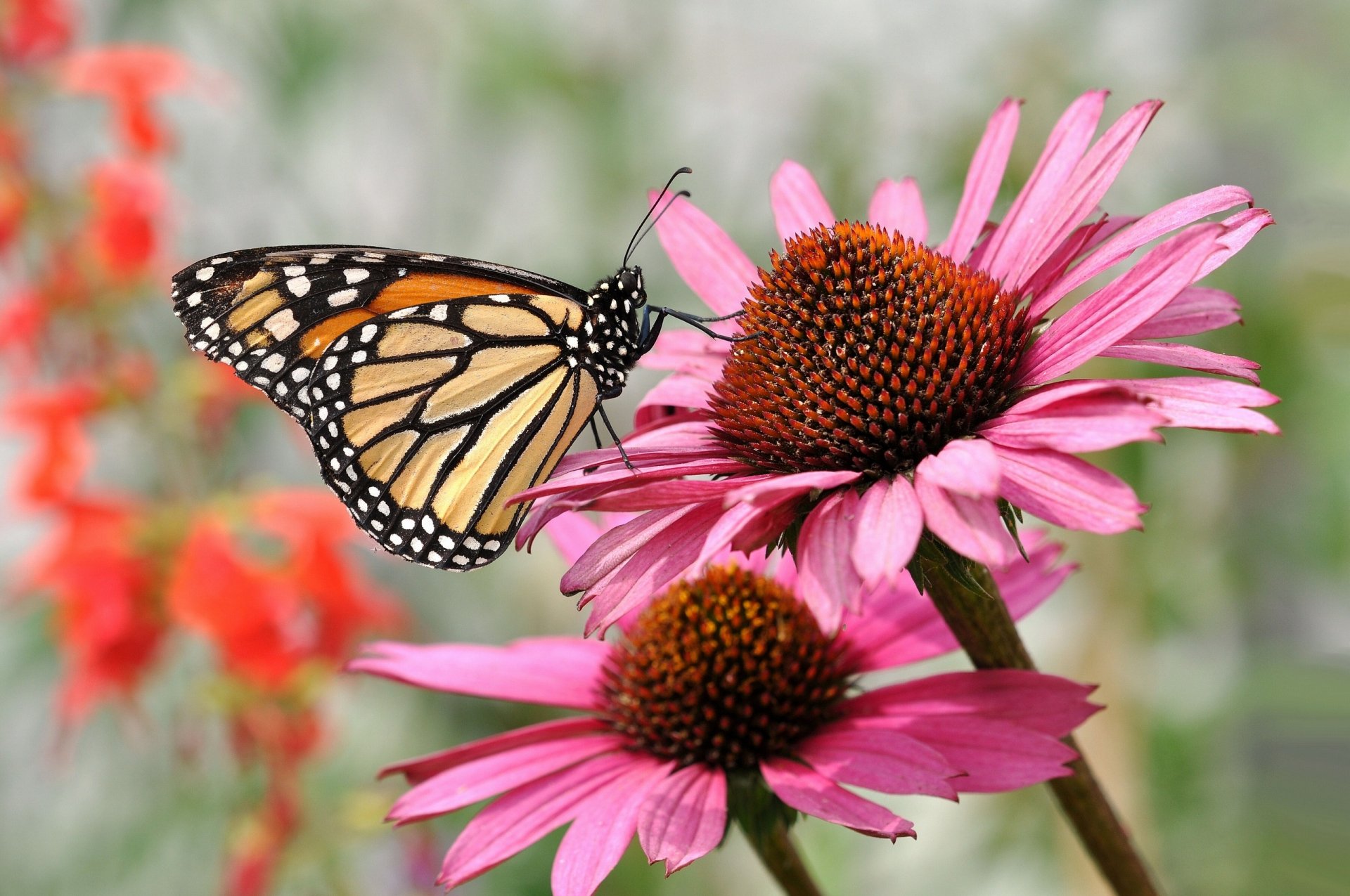 Monarch on Pink Coneflower — 2K Quad HD Butterfly Wallpaper | 2560x1700 ...