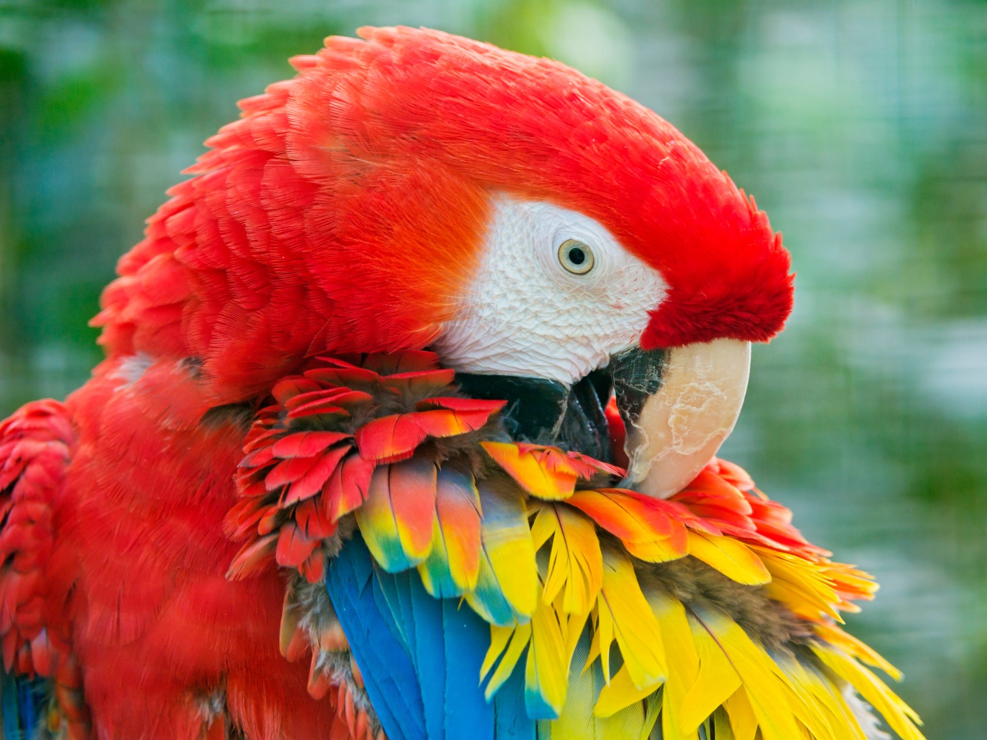 Download Animal Scarlet Macaw HD Wallpaper