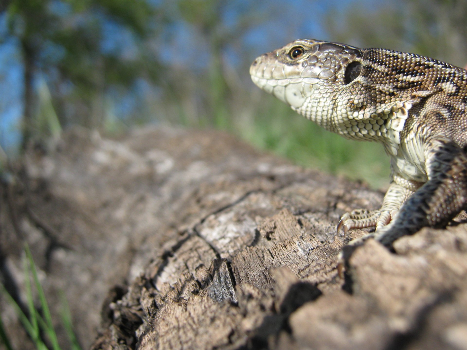 Download Animal Lizard HD Wallpaper