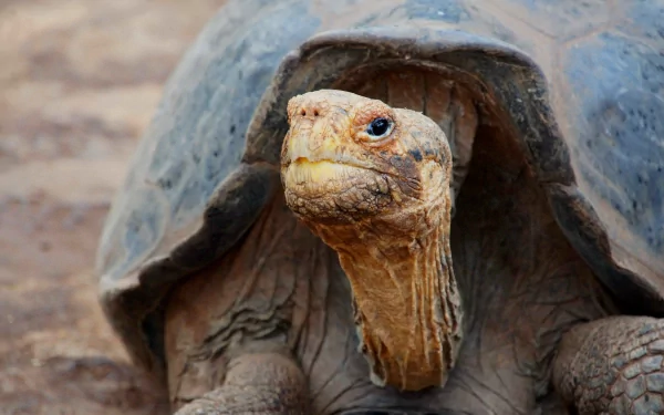 [50+] Tortoise Wallpapers