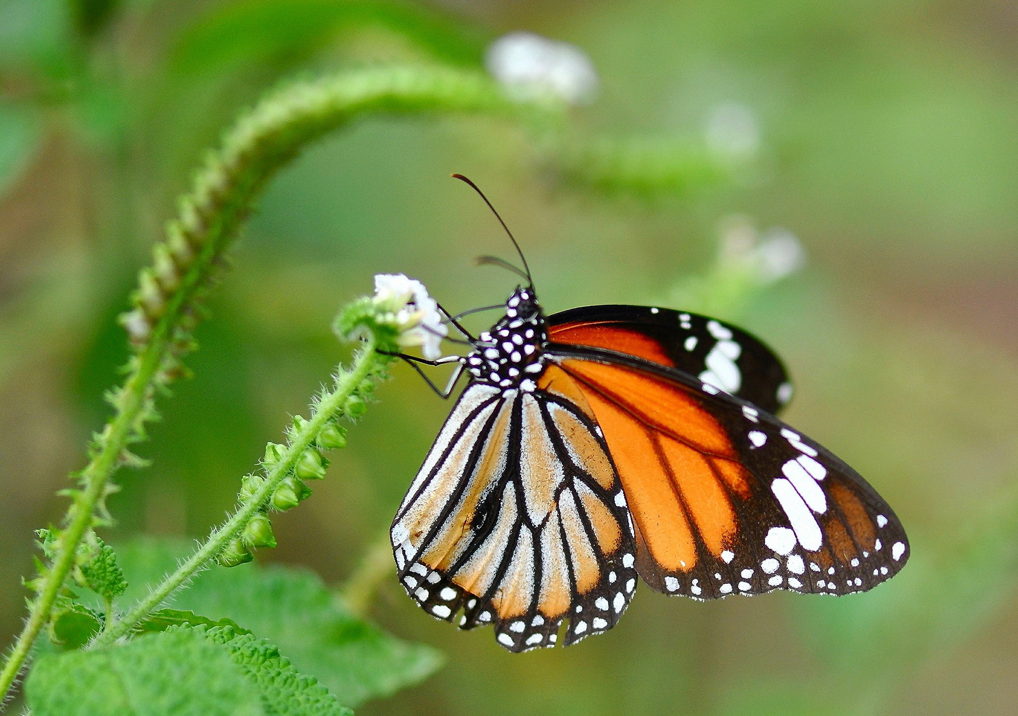 HD Butterfly Bliss: Free Download Stunning Animal Wallpaper