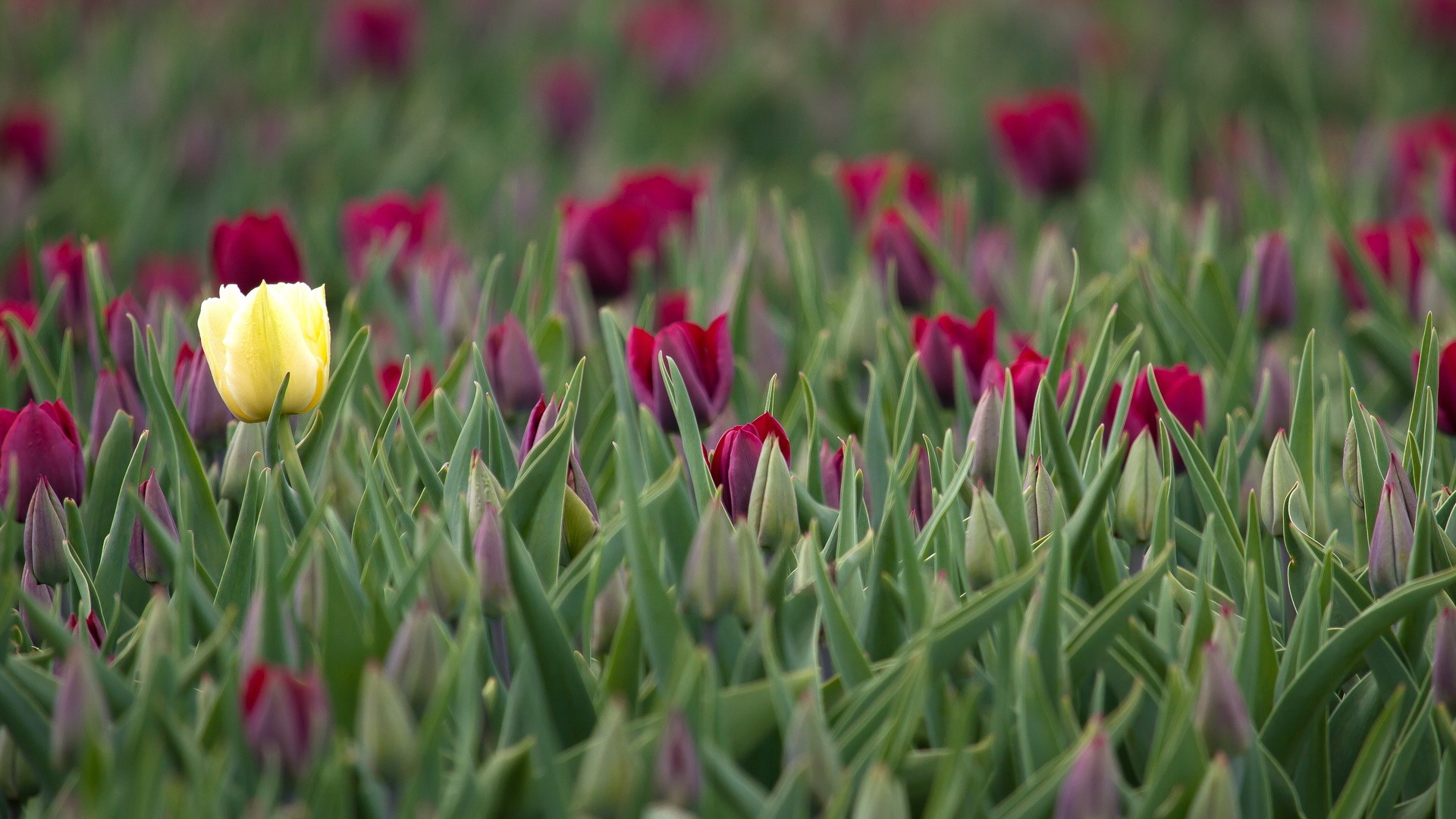 Vibrant Tulip Nature HD Wallpaper