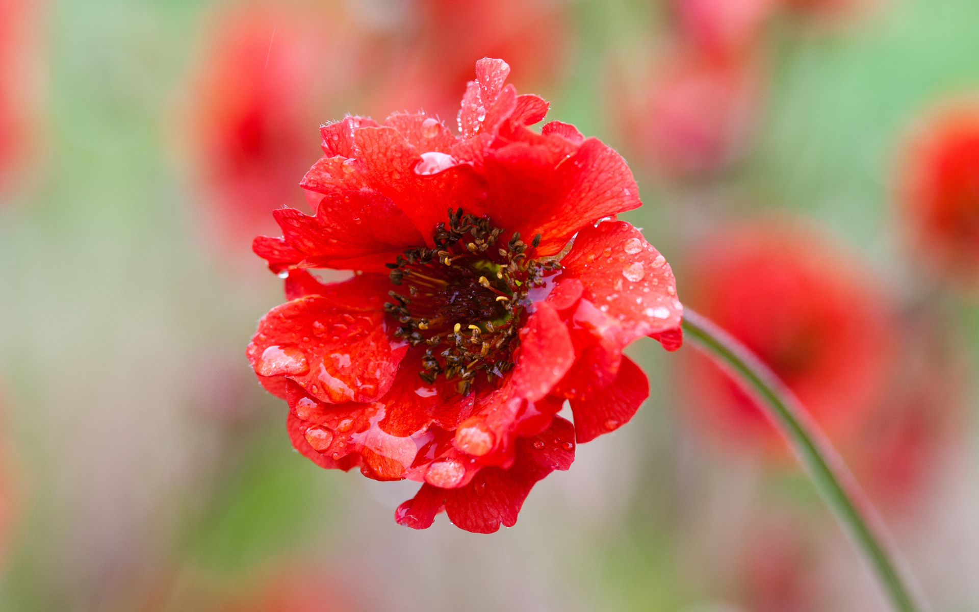 Vibrant Poppy in Nature | HD Floral Wallpaper