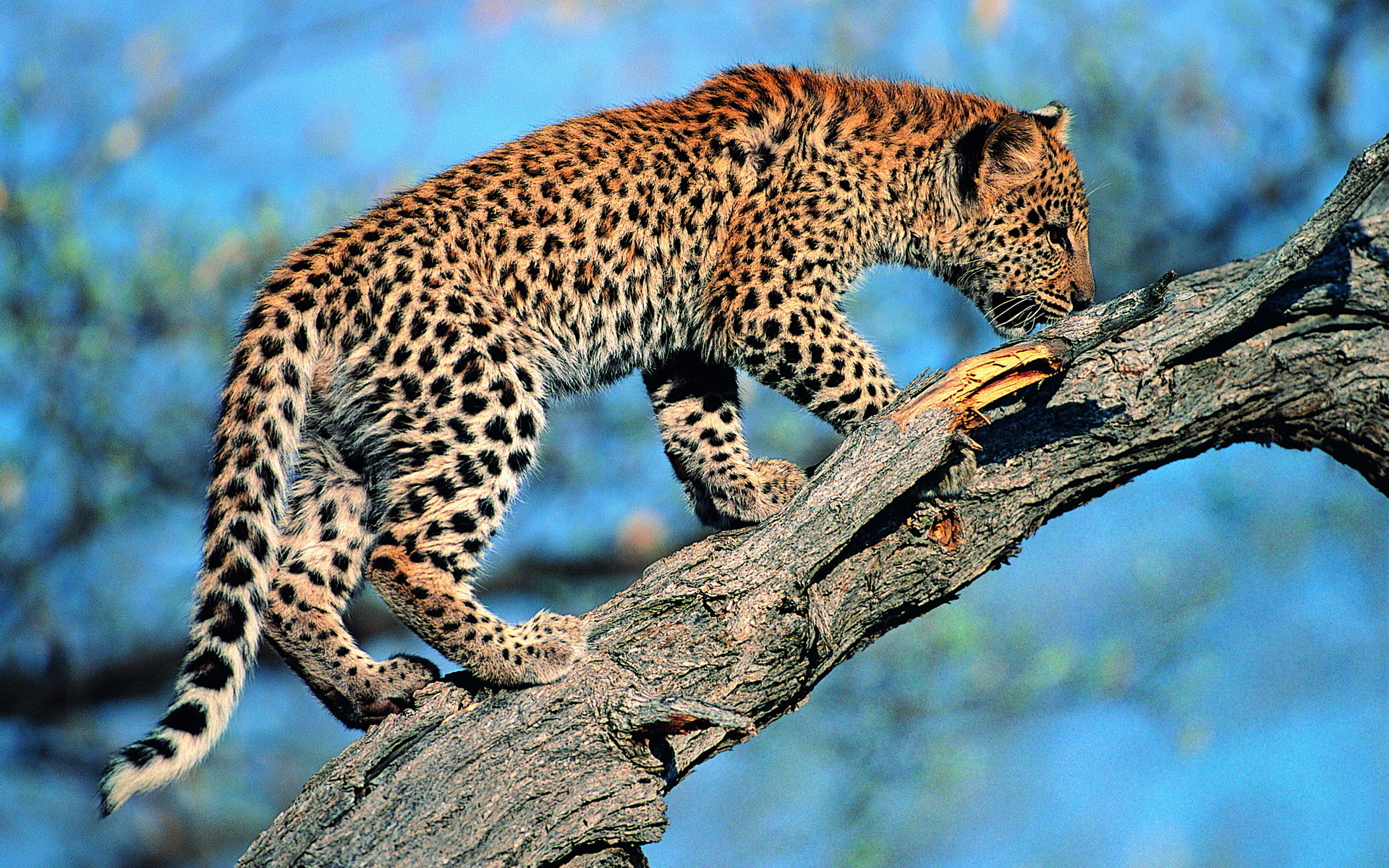 Download Animal Leopard HD Wallpaper