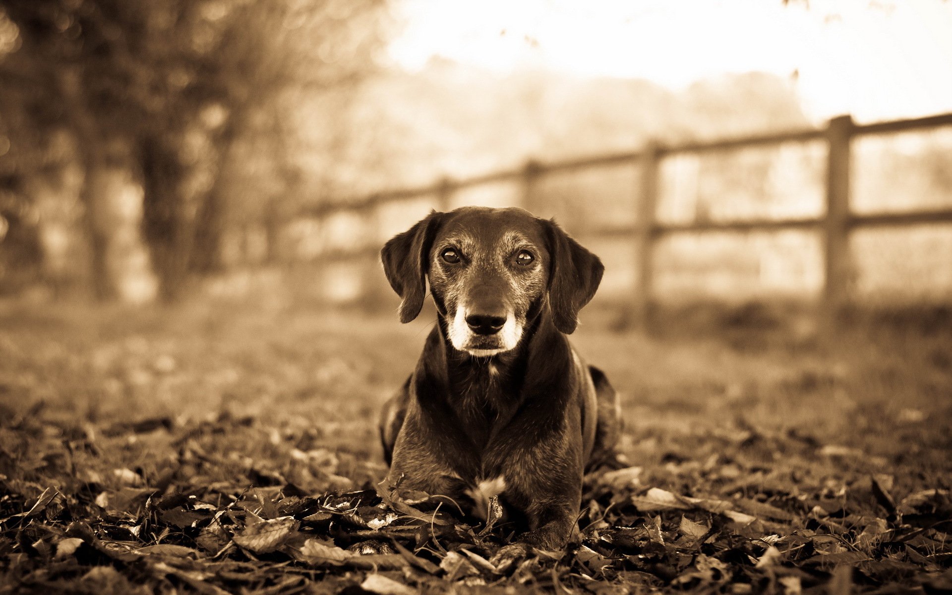 Charming Dog in Nature - HD Wallpaper