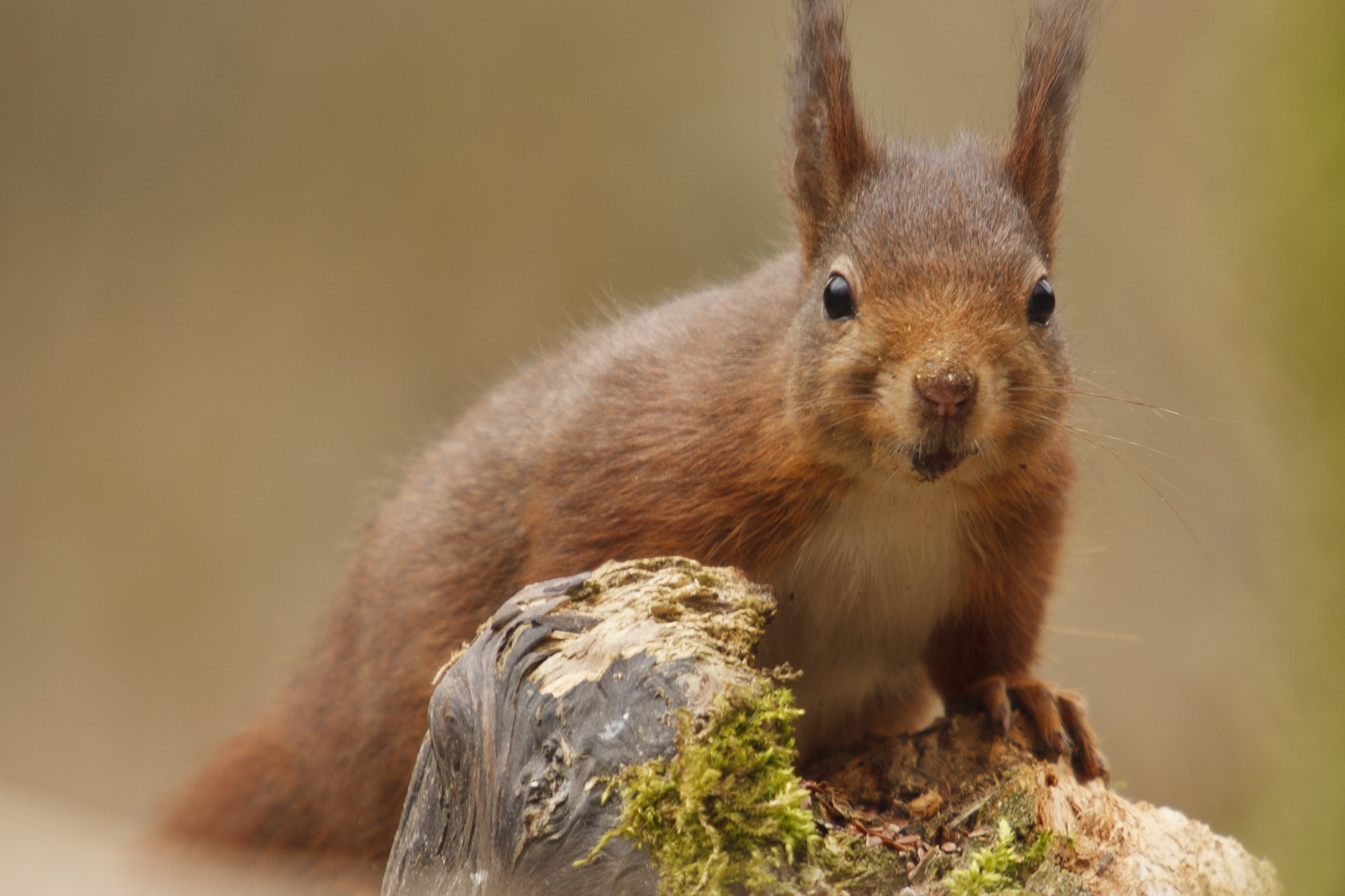 Download Animal Squirrel HD Wallpaper