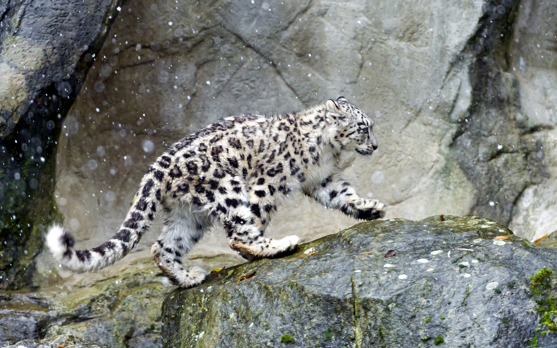 Download Animal Snow Leopard HD Wallpaper