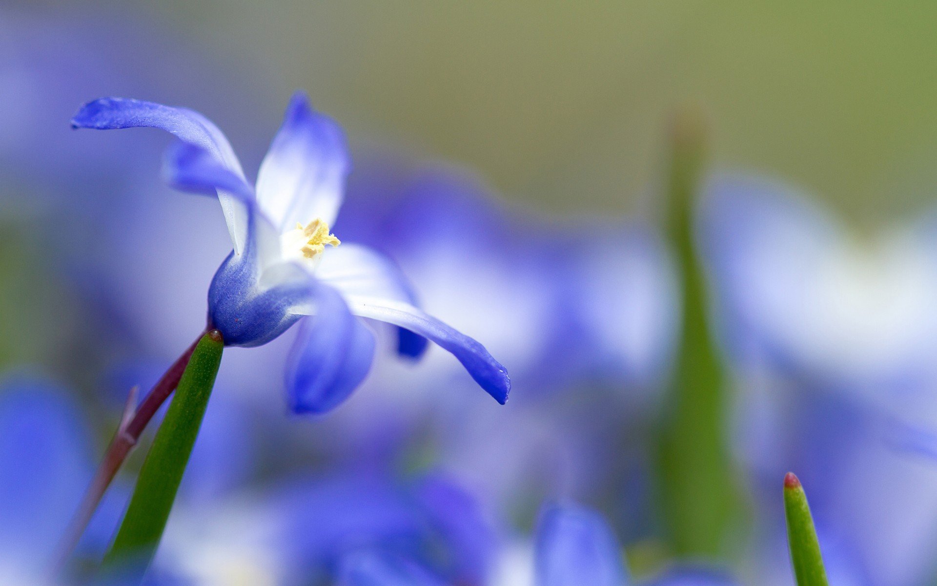 Serene Blue Blossom: A Nature HD Wallpaper