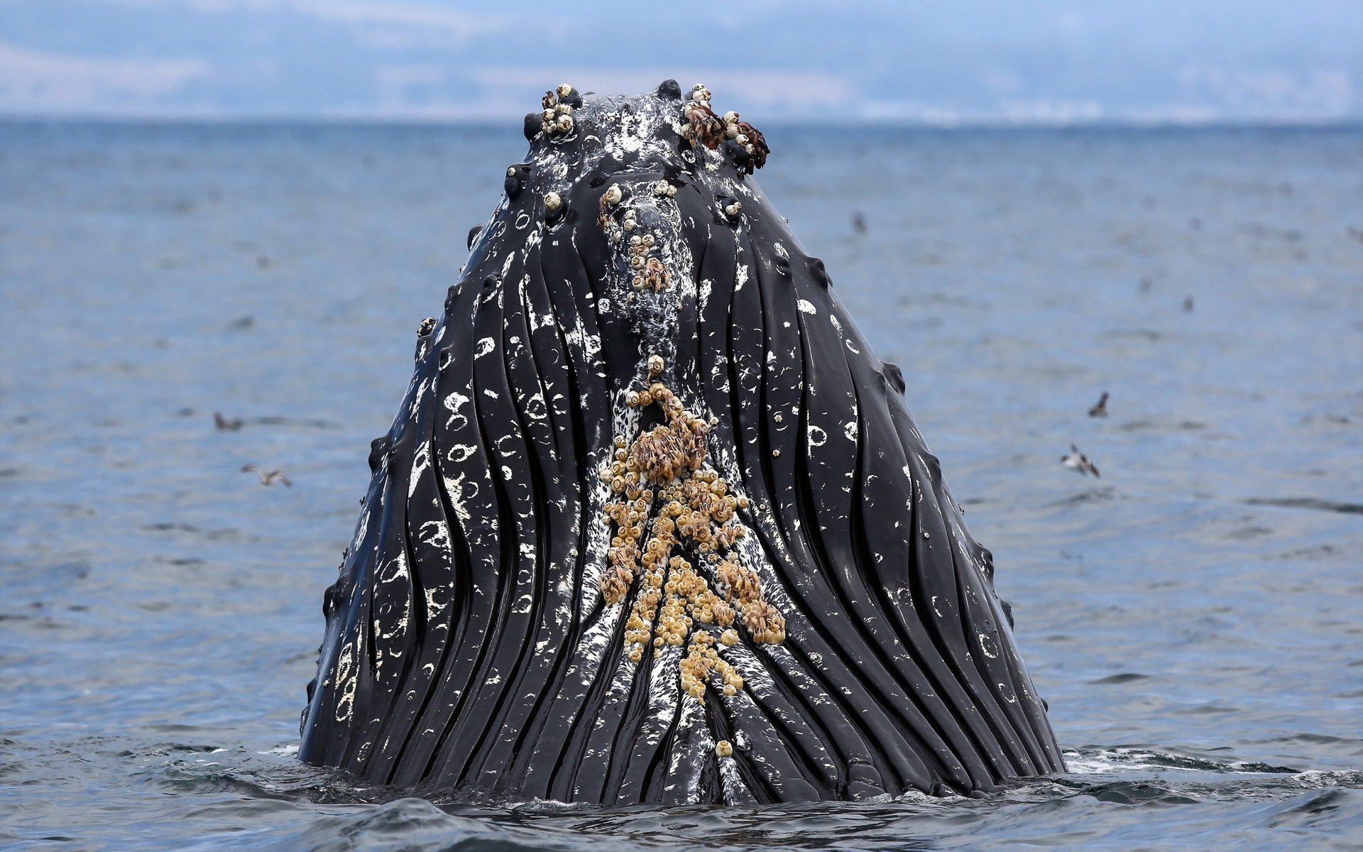 Majestic Whale Surfacing HD: A Stunning Marine Wildlife Wallpaper ...