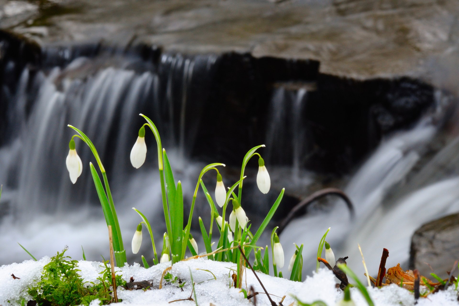 Download Flower Nature Snowdrop HD Wallpaper