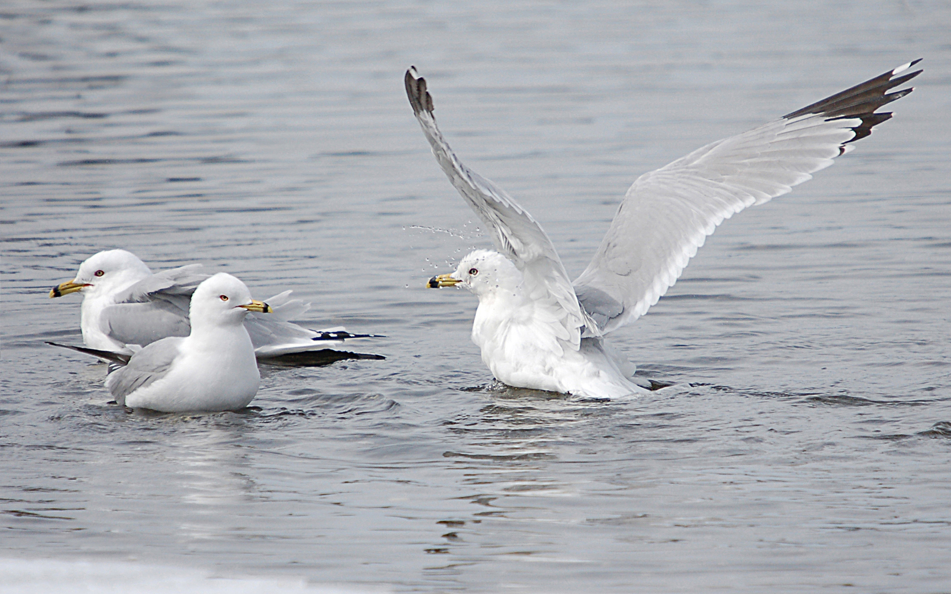 Moril-seagull morning bath by Moril