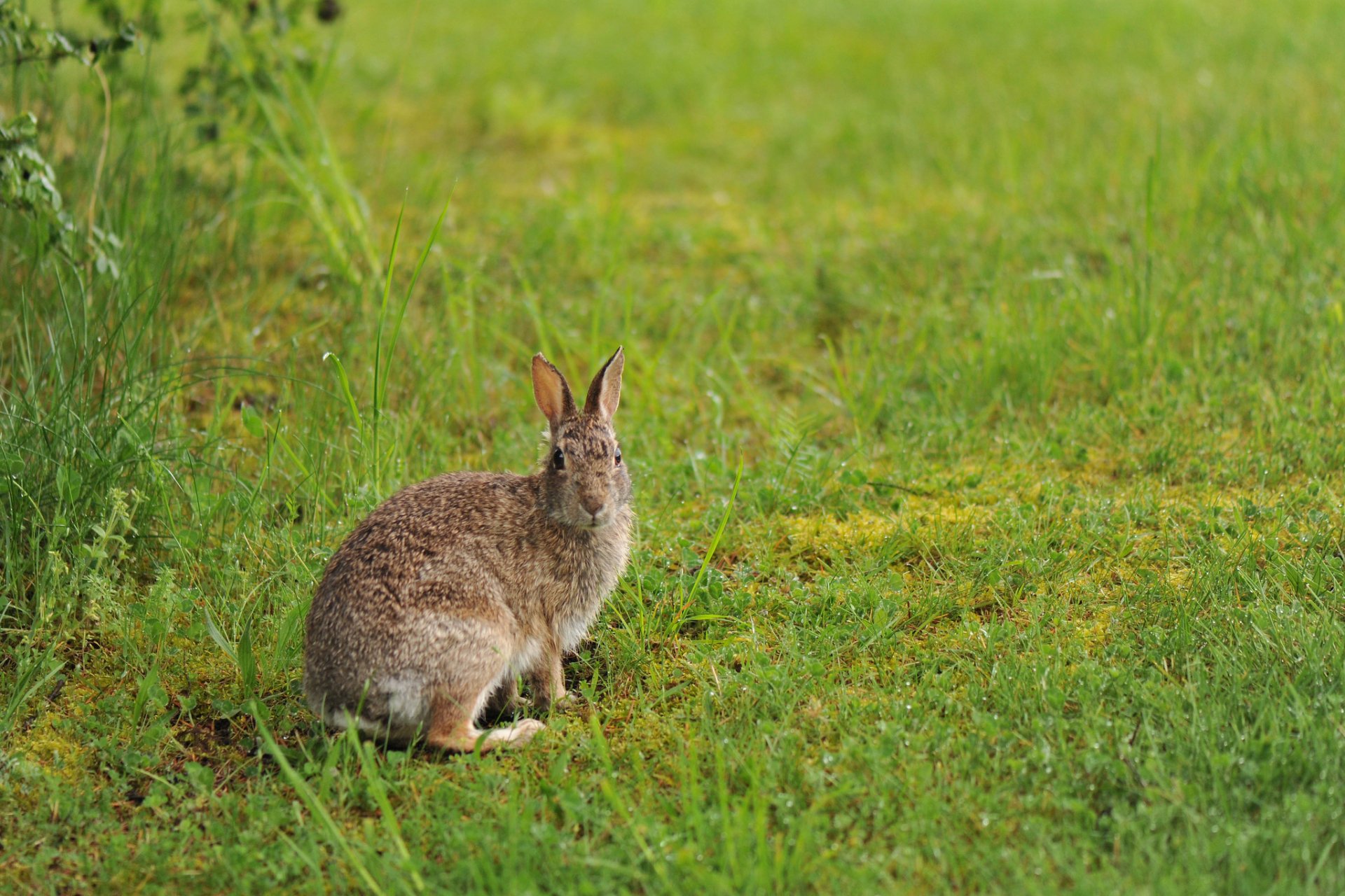 Animal Hare HD Wallpaper