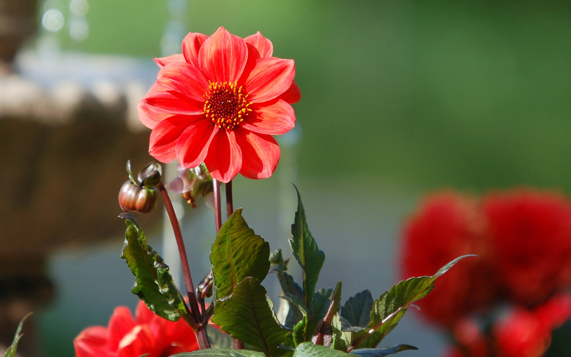 Moril-magnifique Dahlias by Moril