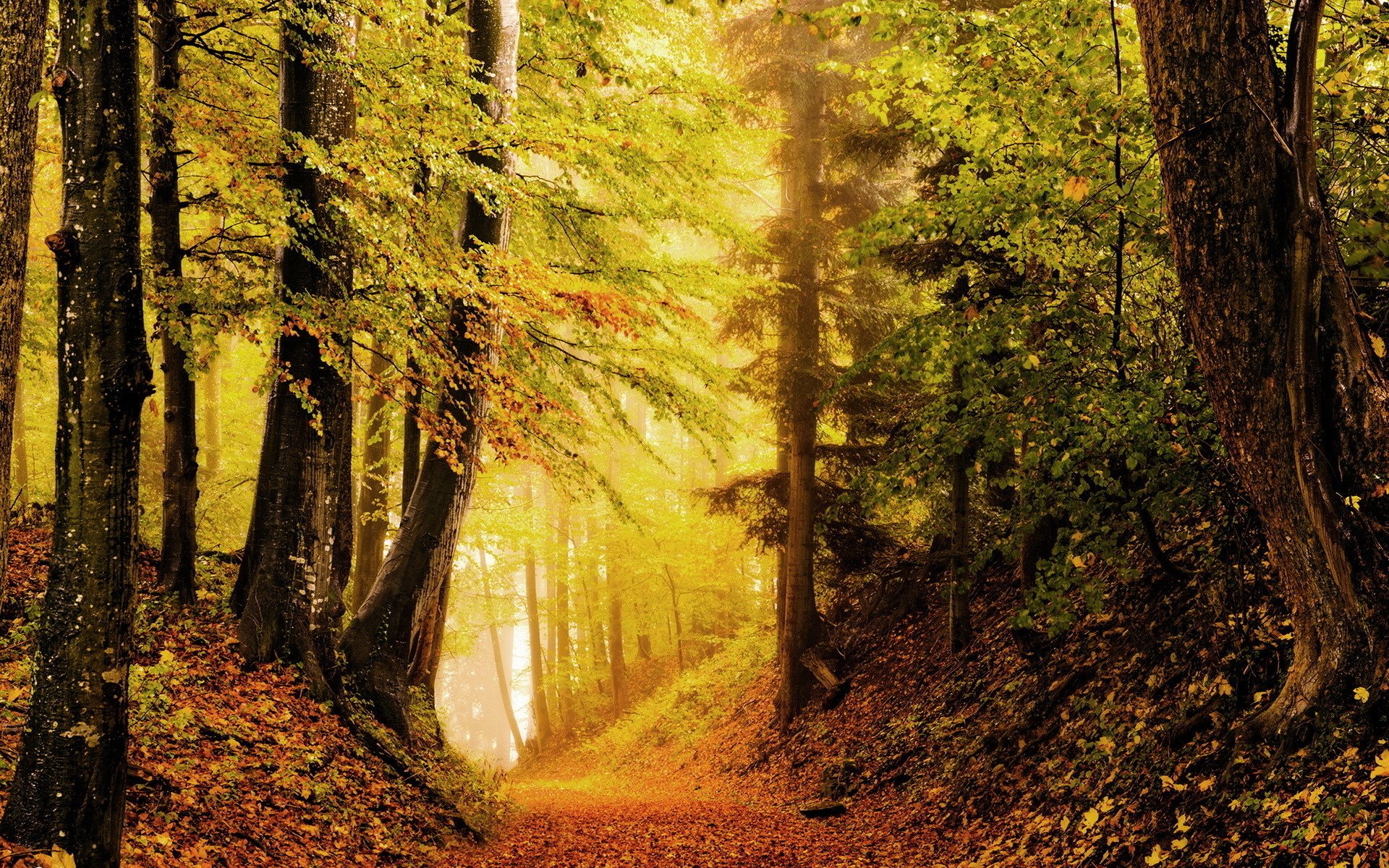 Download Nature Path HD Wallpaper