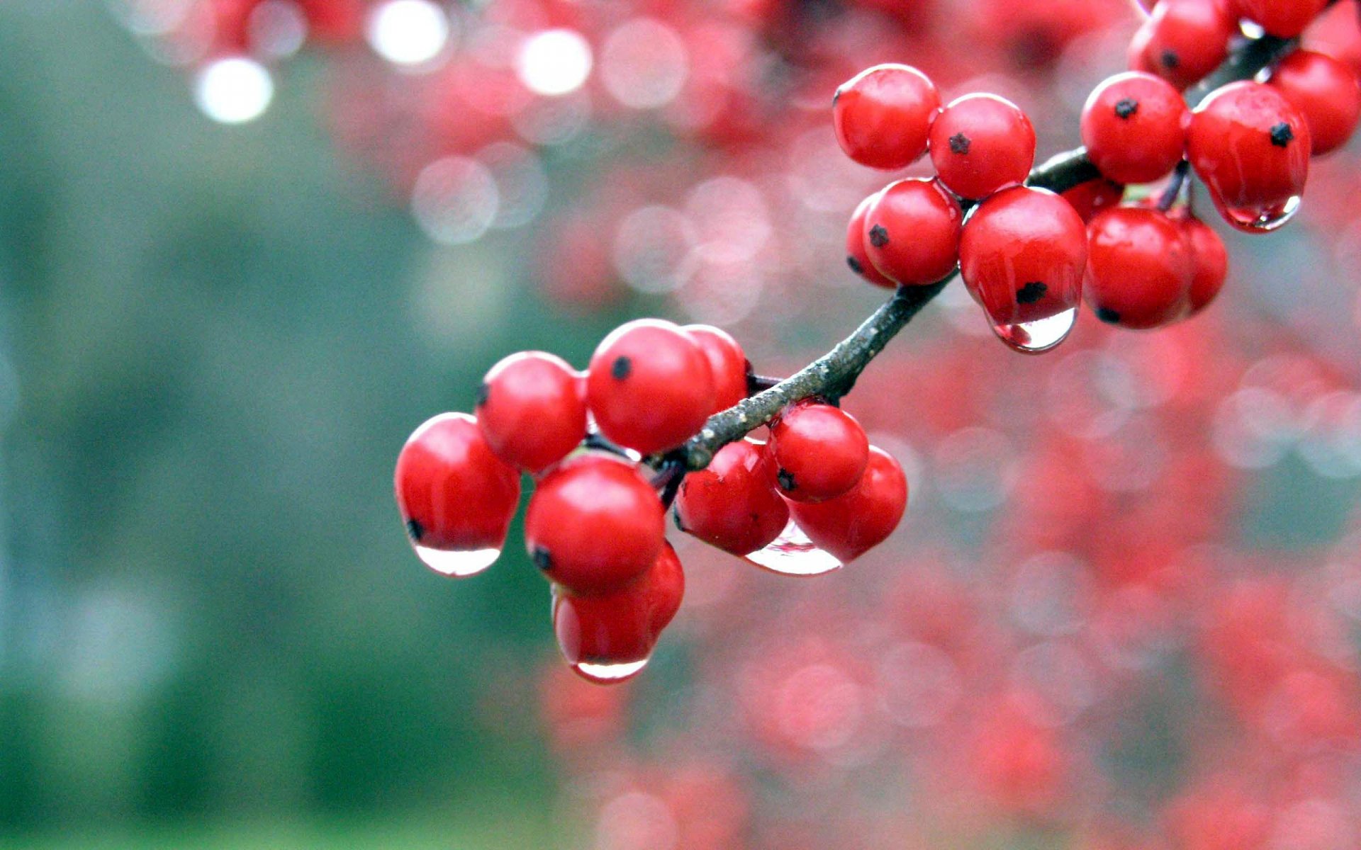 Download Nature Water Drop HD Wallpaper