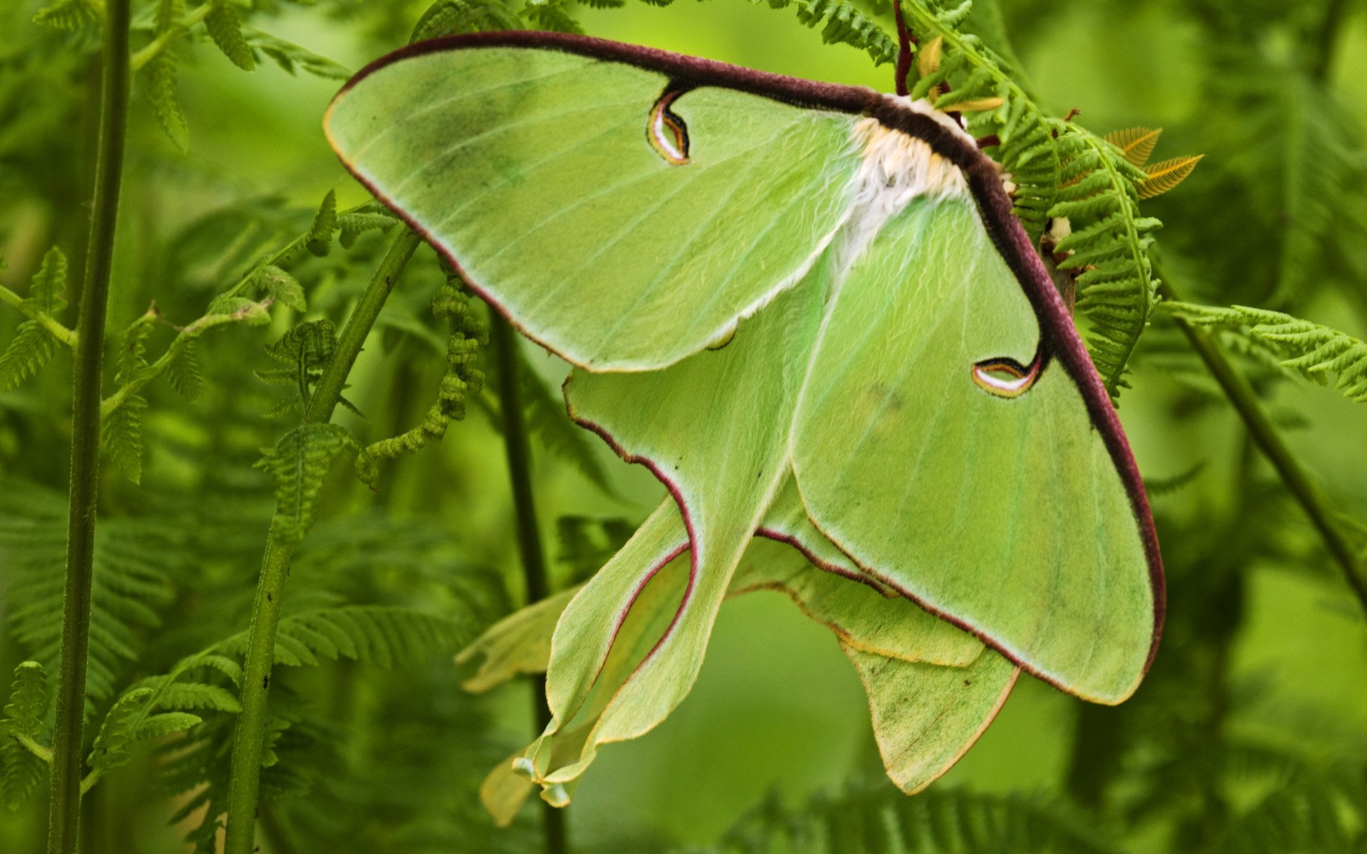 Stunning Moth HD Wallpaper Amidst Lush Greenery