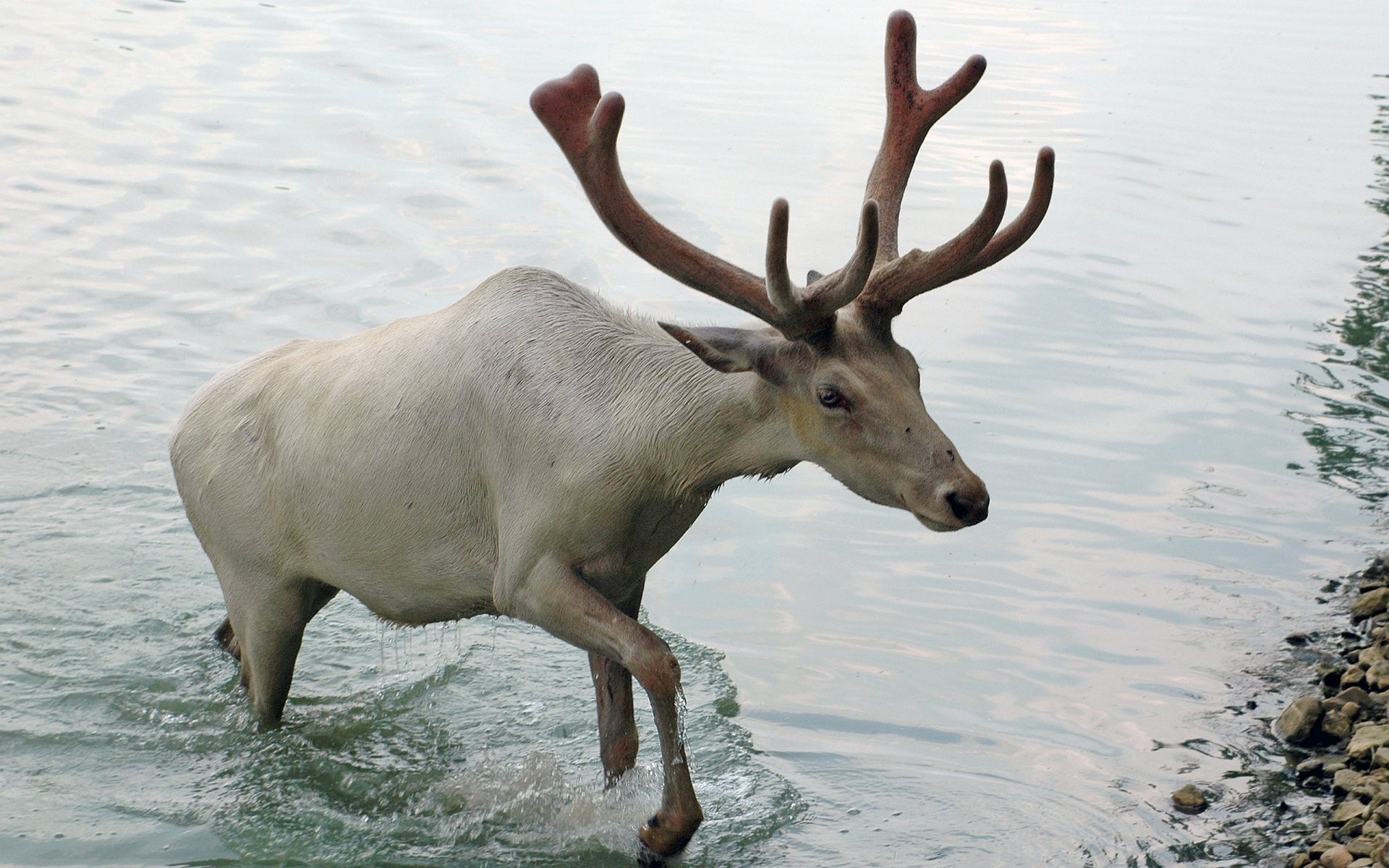 Download Animal Caribou HD Wallpaper