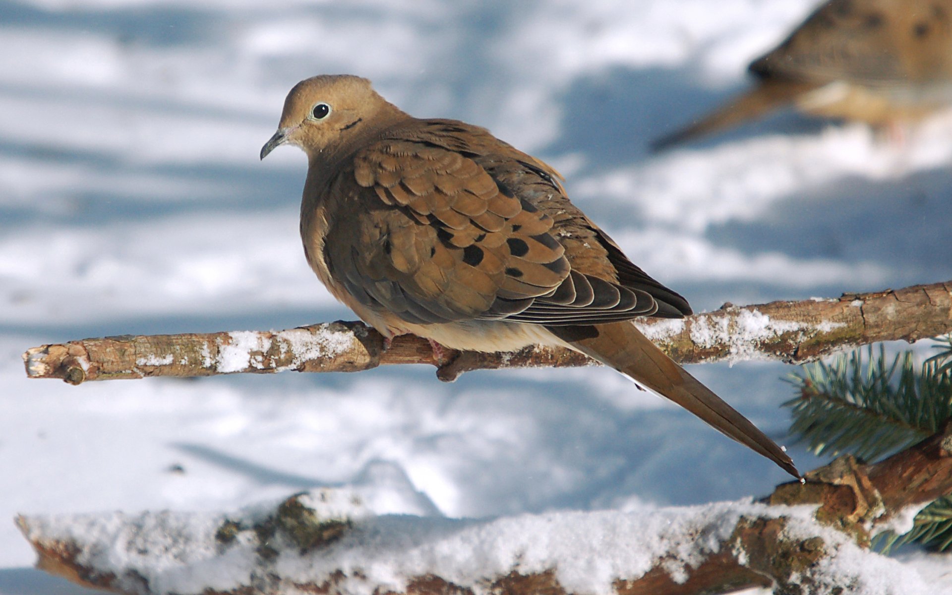European Turtle Dove by Moril