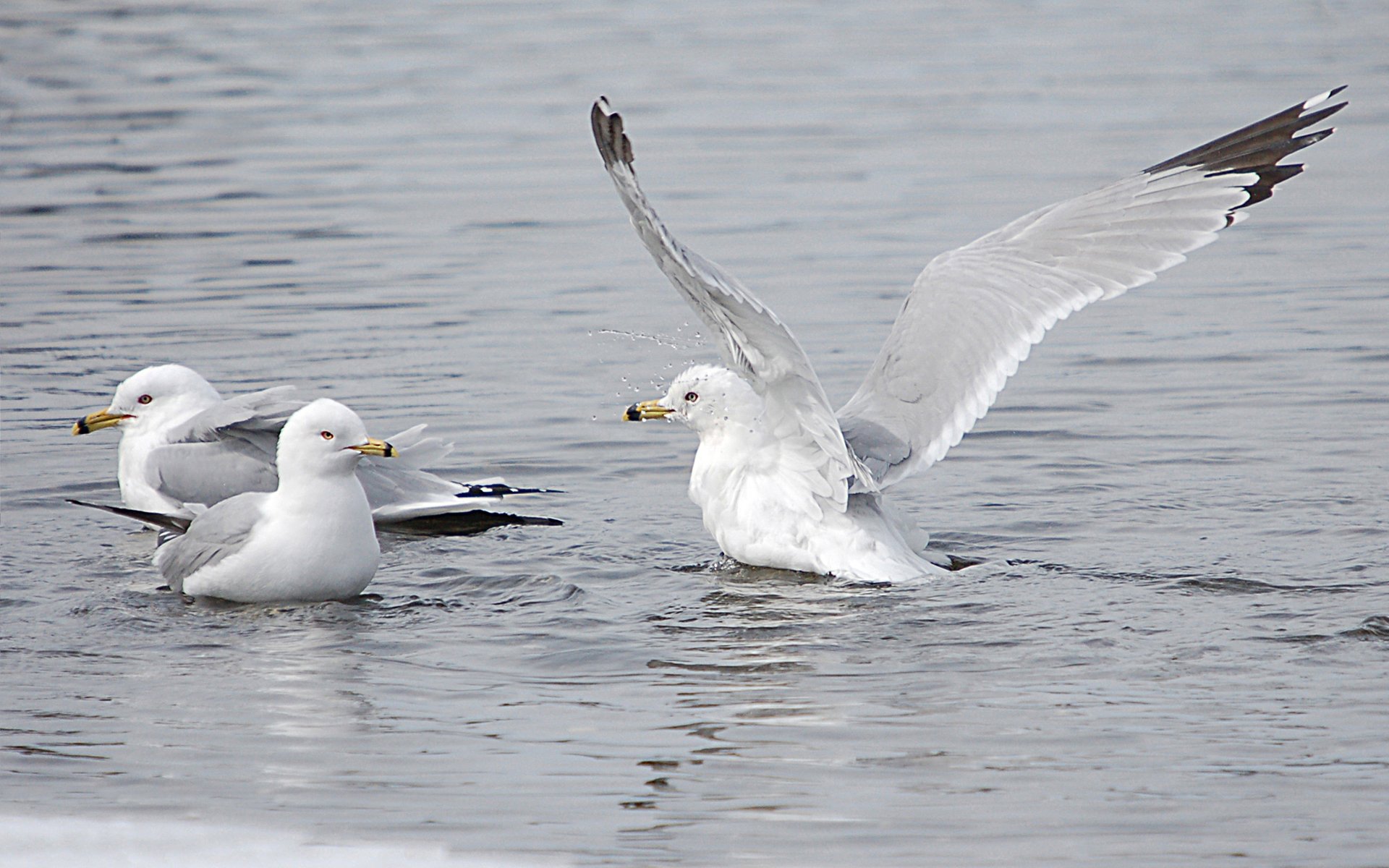 Moril-seagull morning bath by Moril