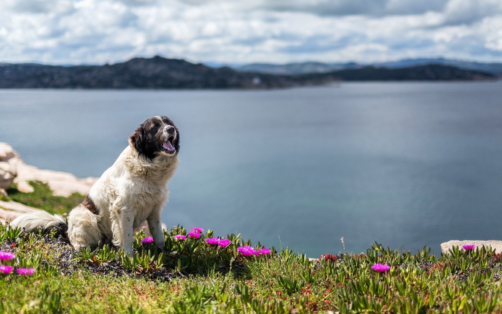 Beautiful Dog by the Lake - HD Wallpaper